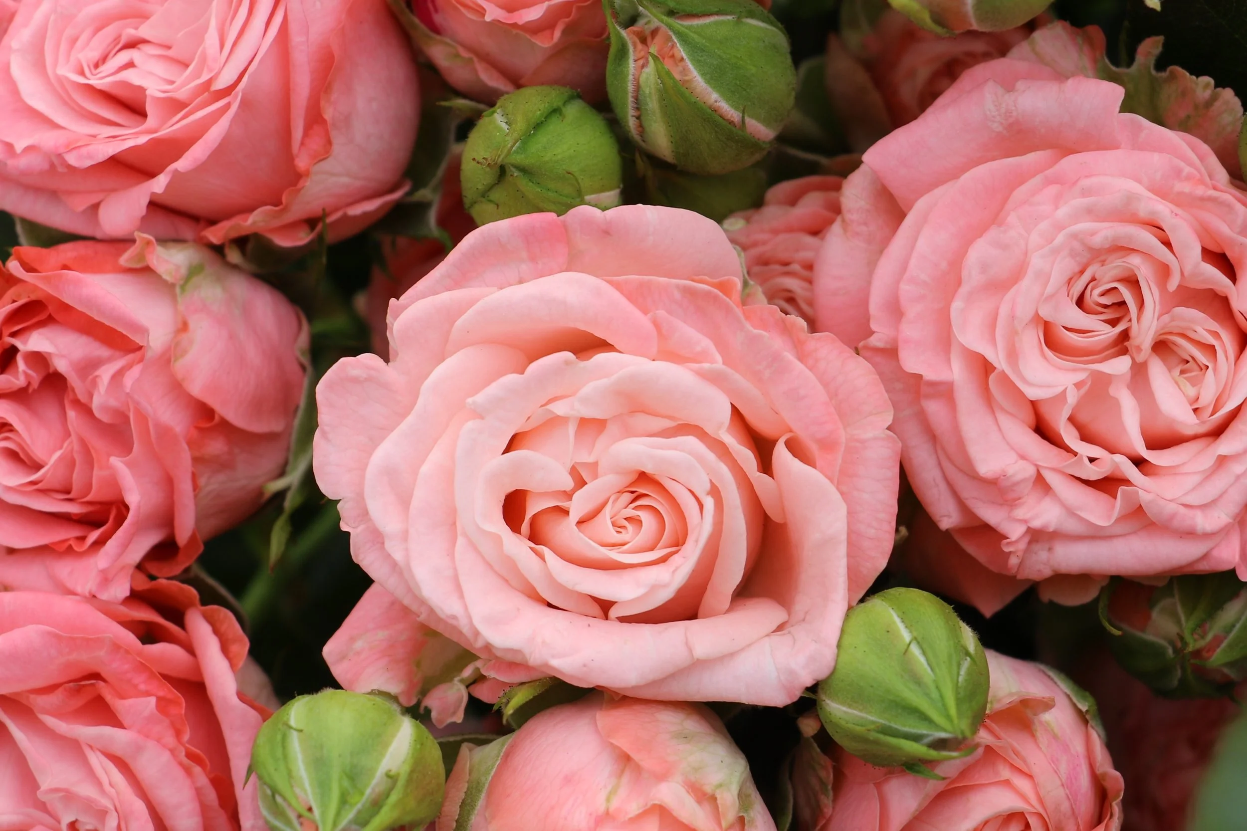 Madam Bombastic — Eufloria Flowers