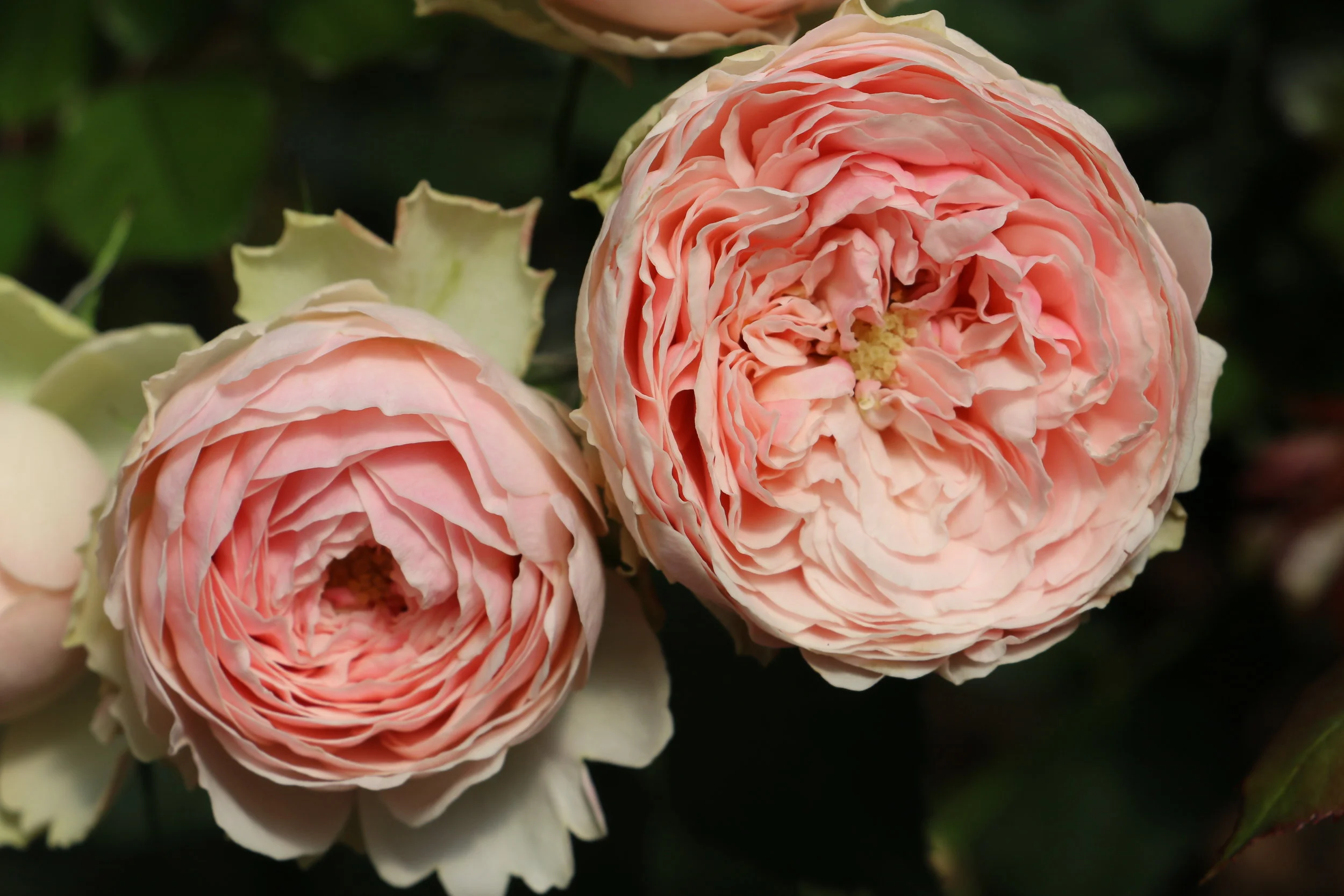 Mansfield Park — Eufloria Flowers