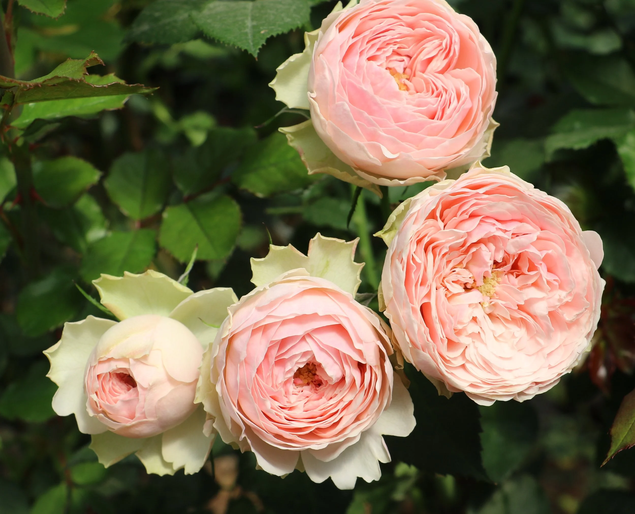 Mansfield Park — Eufloria Flowers