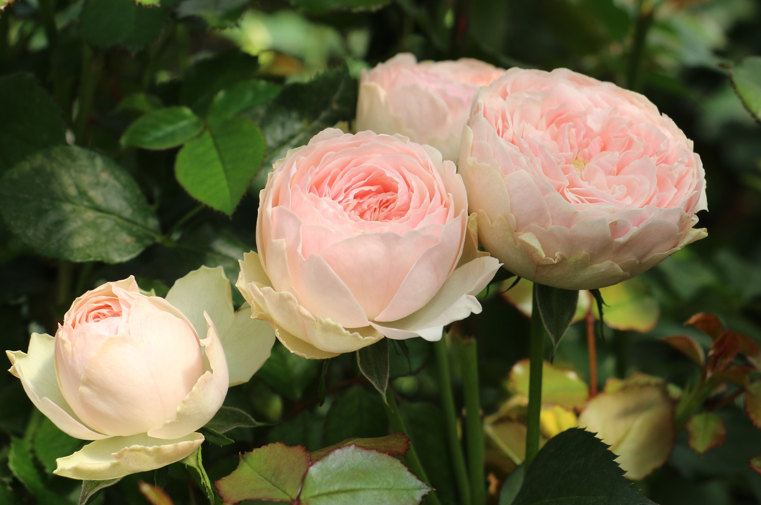 Mansfield Park — Eufloria Flowers