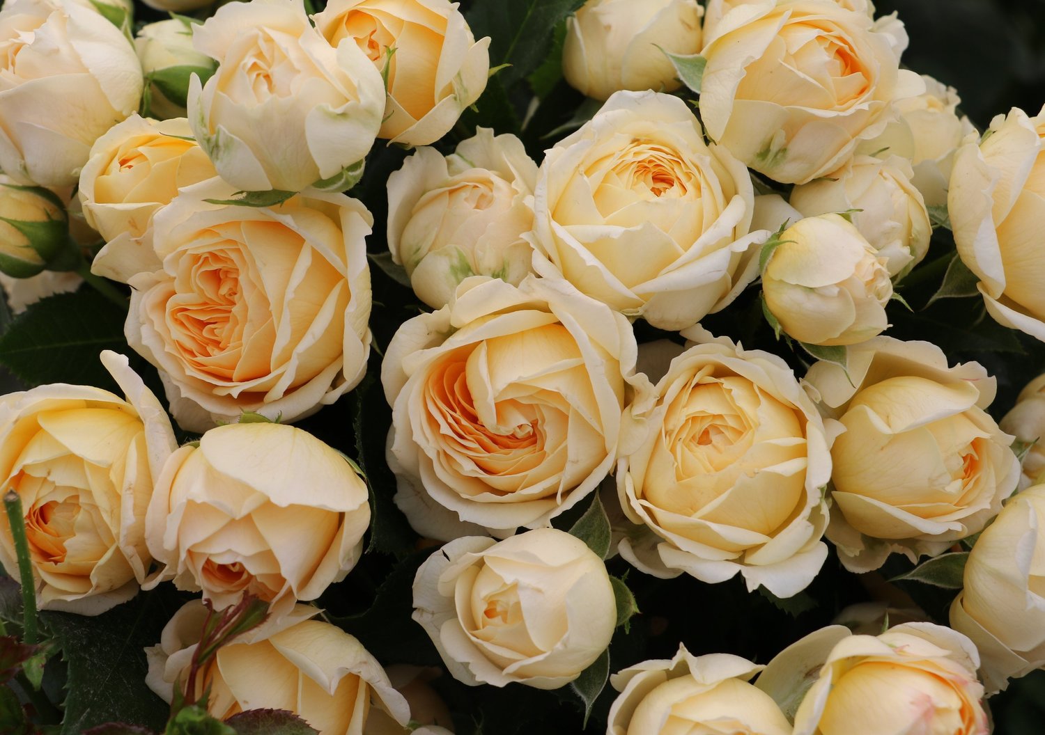 Peach Spray Roses