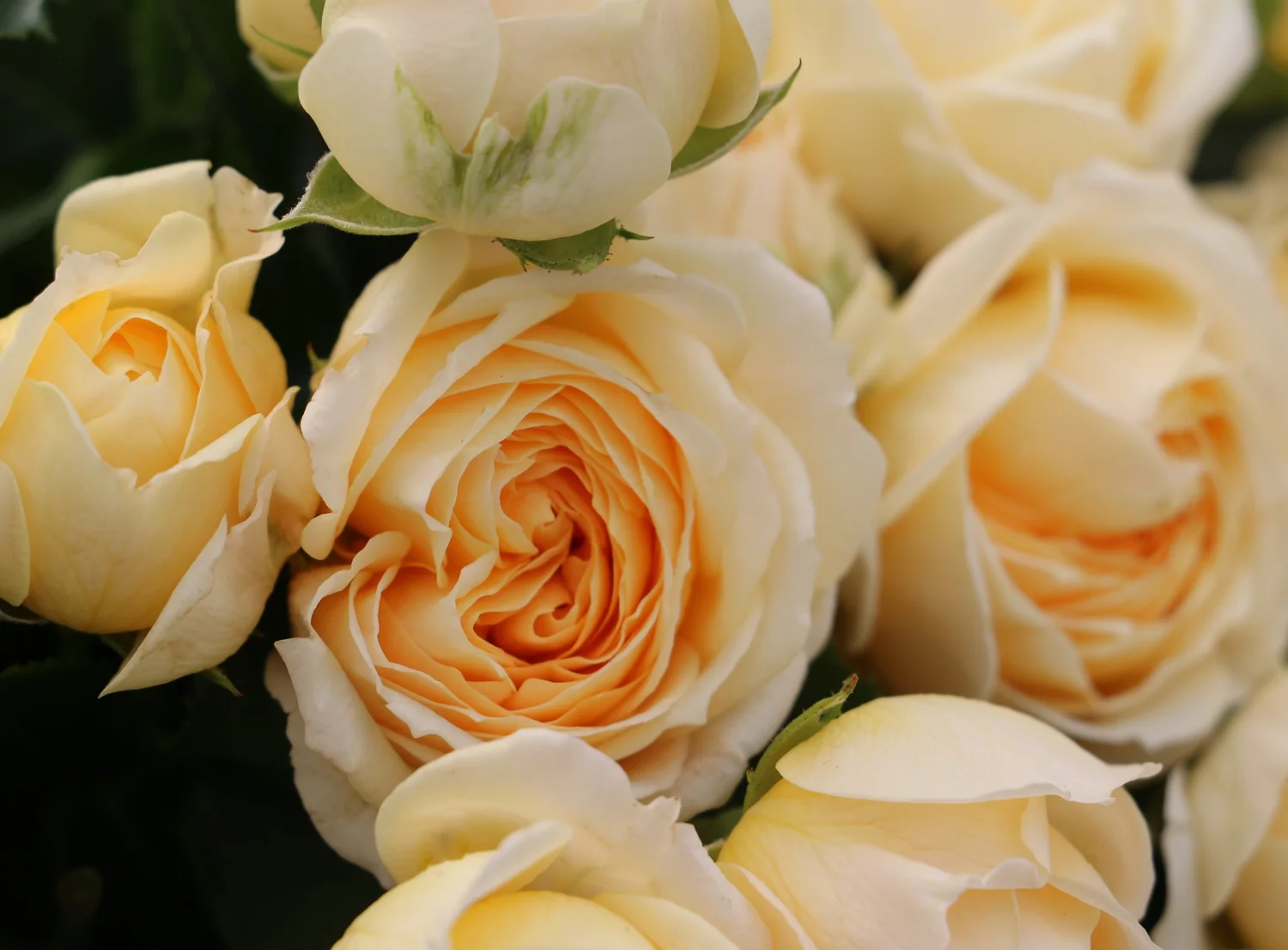 Peach Spray Roses