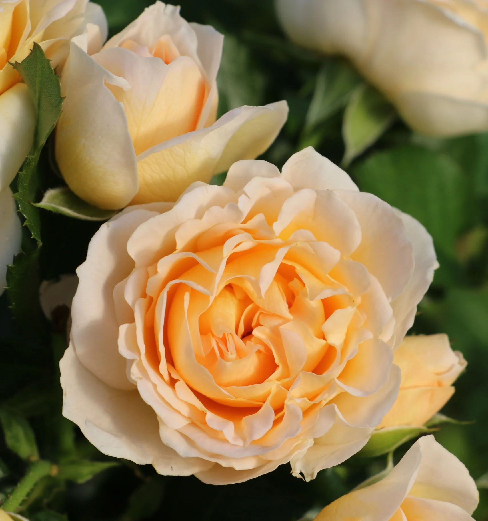 Inspiration — Eufloria Flowers