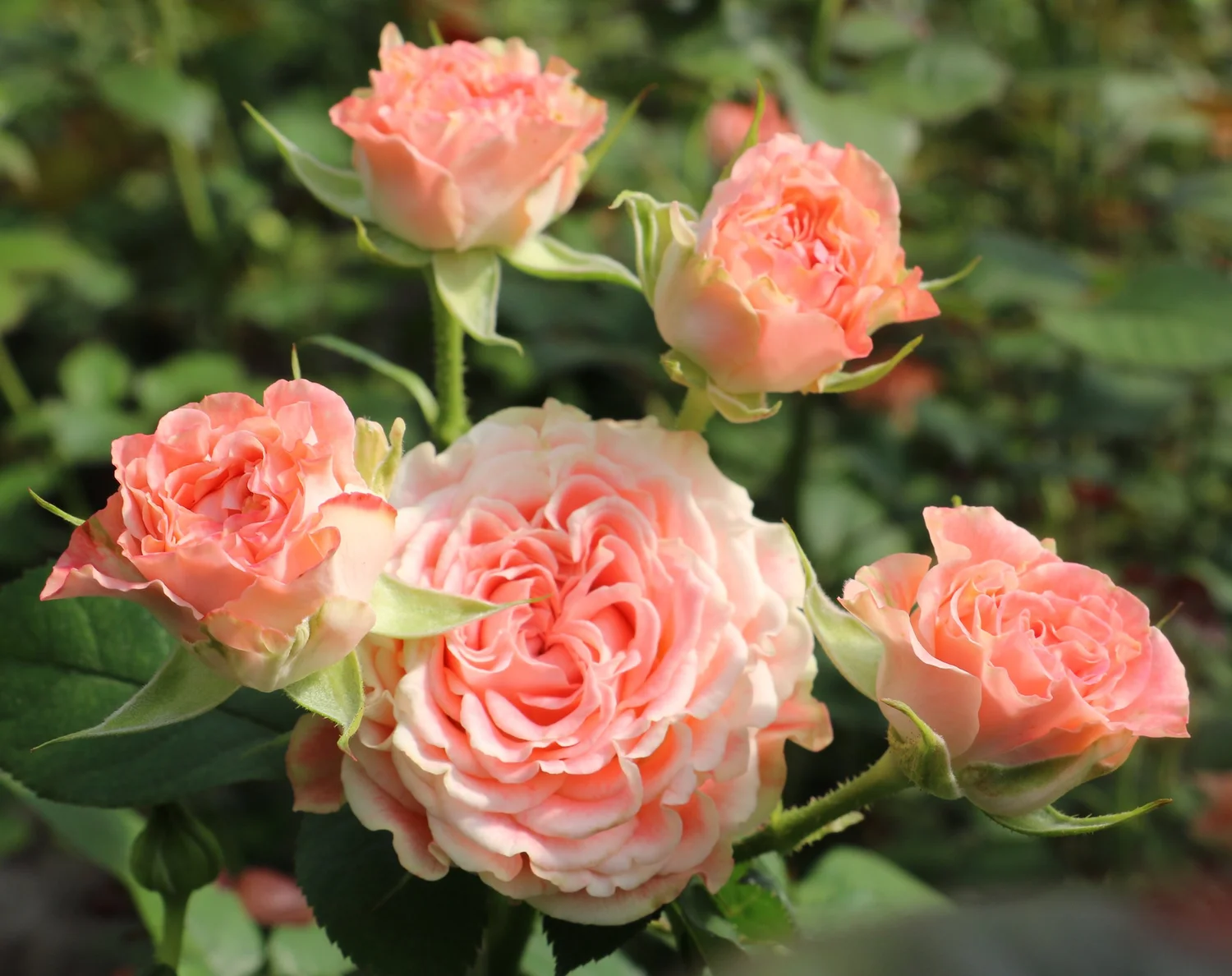 Coral Spray Roses