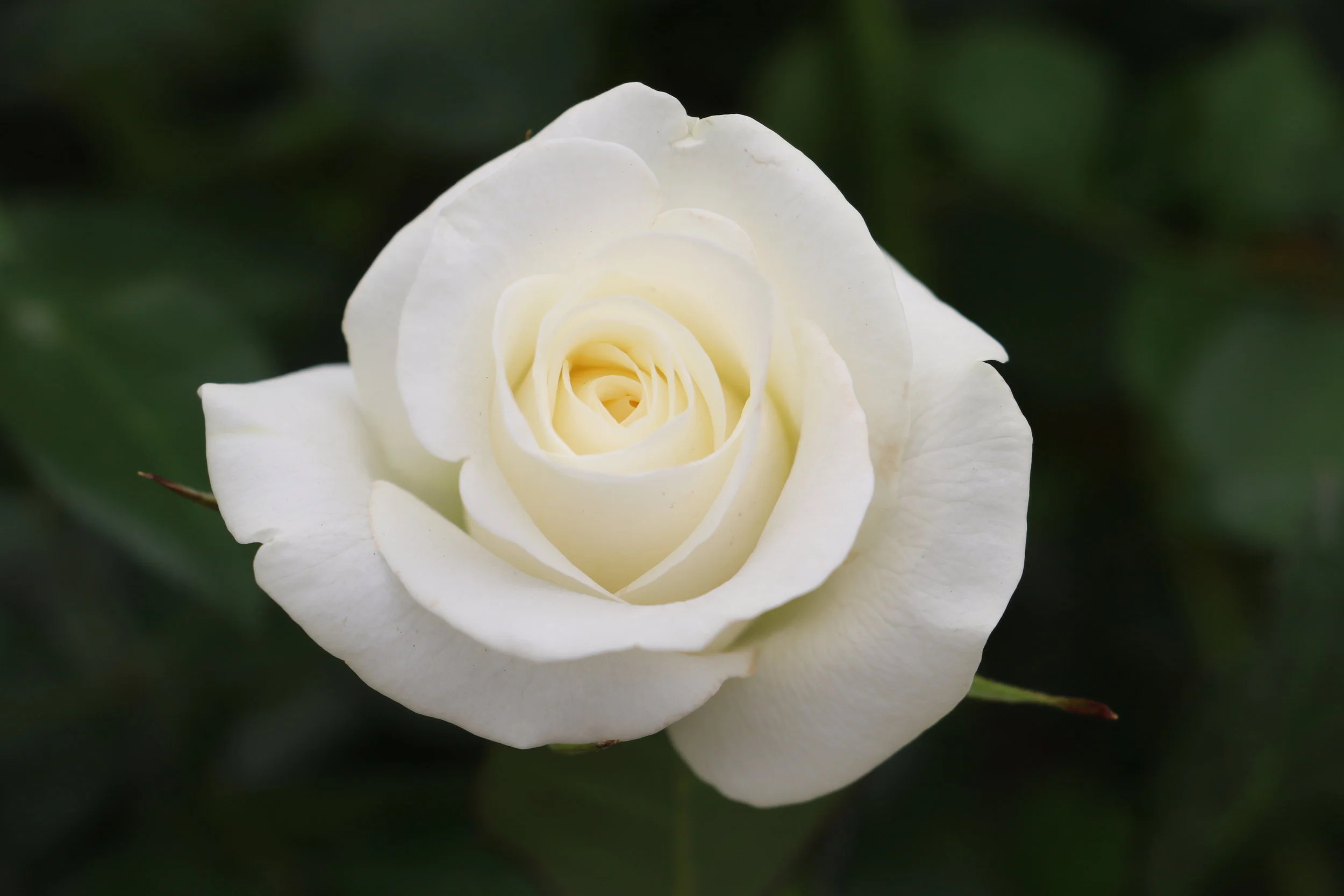 Legacy Collection — Eufloria Flowers