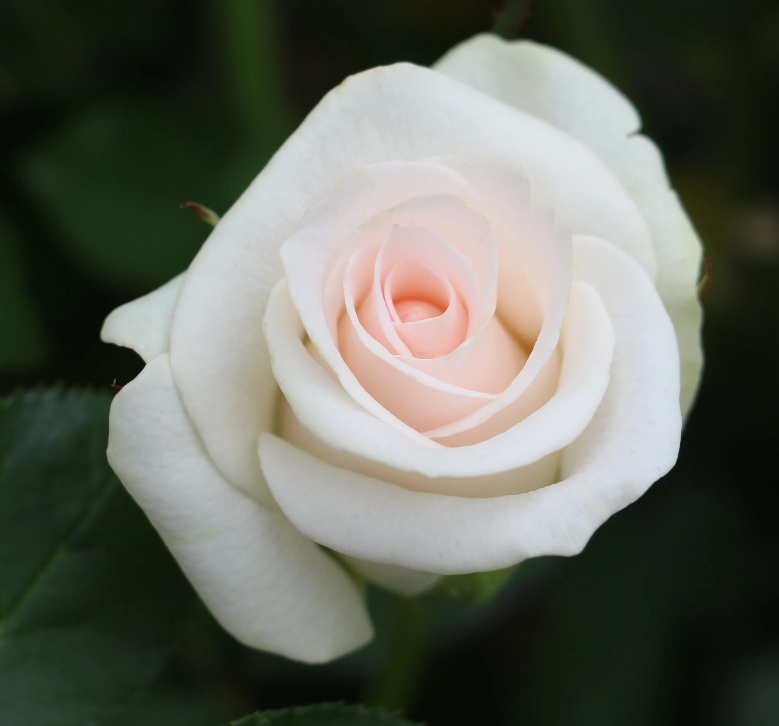 Legacy Collection — Eufloria Flowers