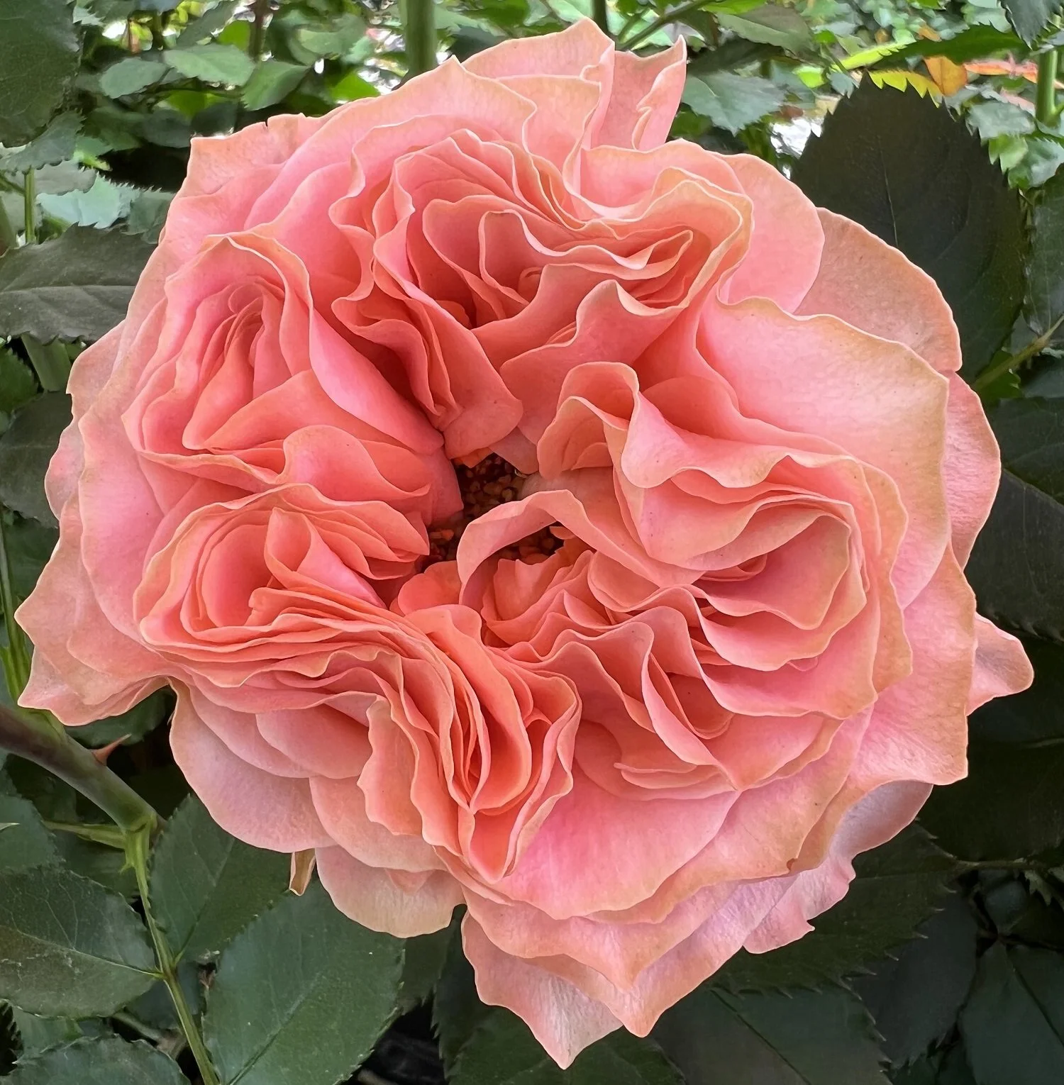 Living Coral — Eufloria Flowers