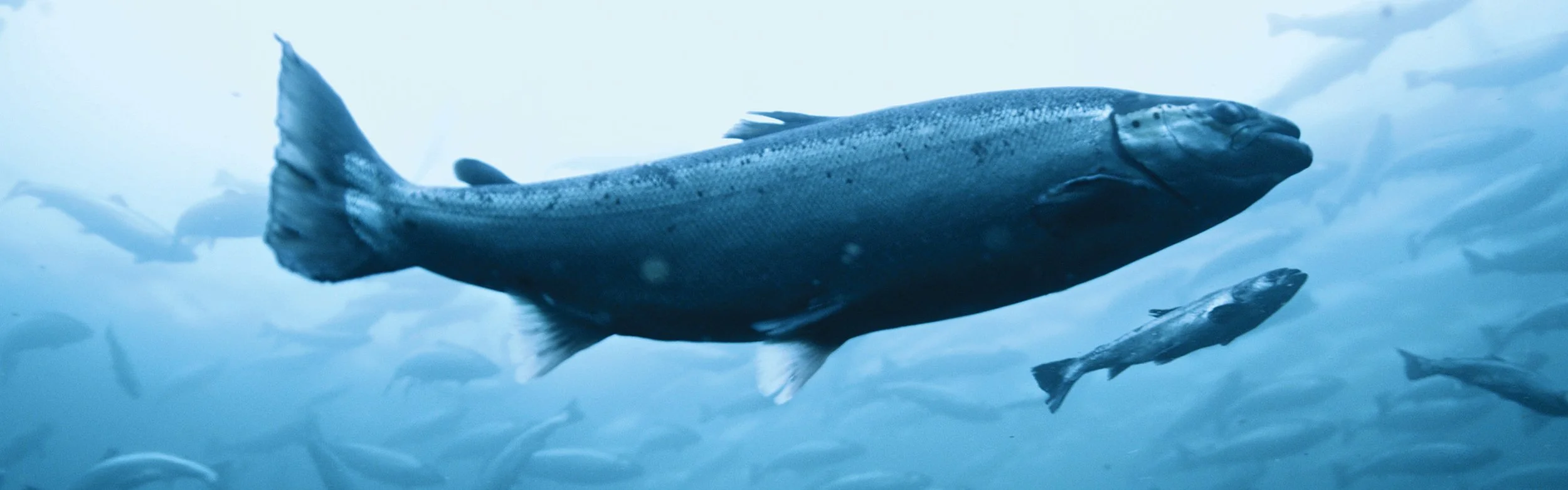 MOWI Industrimekaniker Ulvan — Jobb på Hitra og Frøya