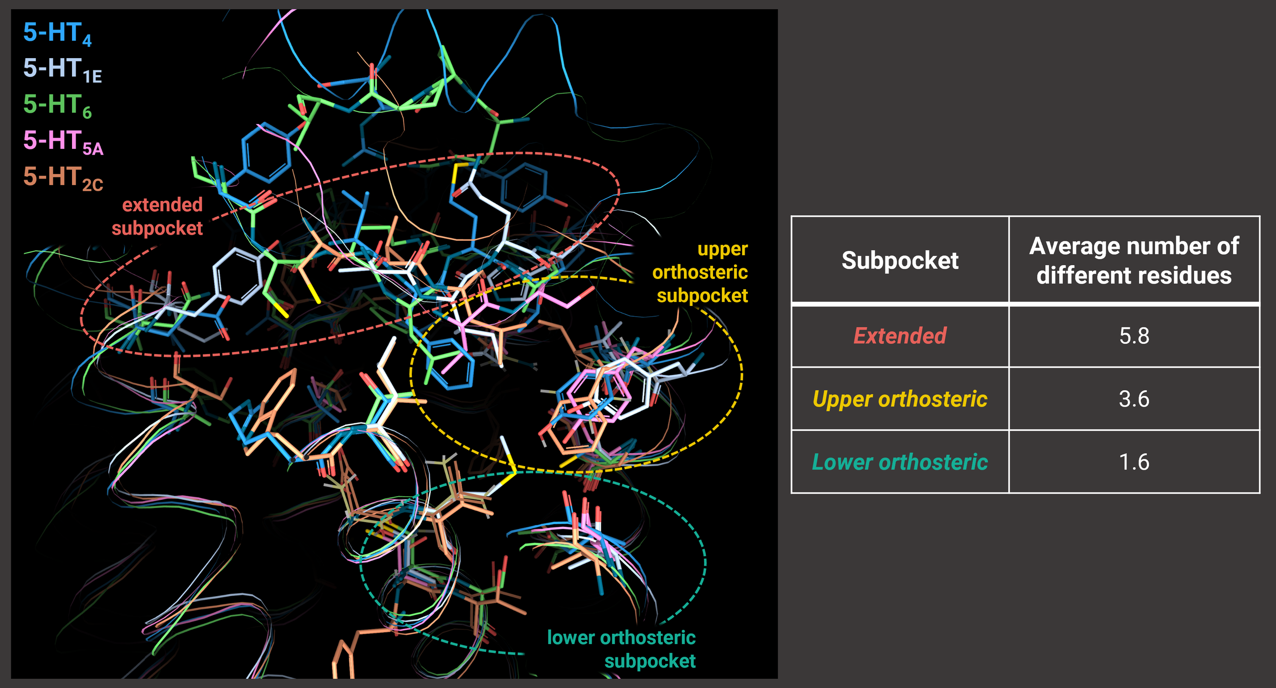 Serotonin receptors (5-HT receptors) — Discngine 3decision ...