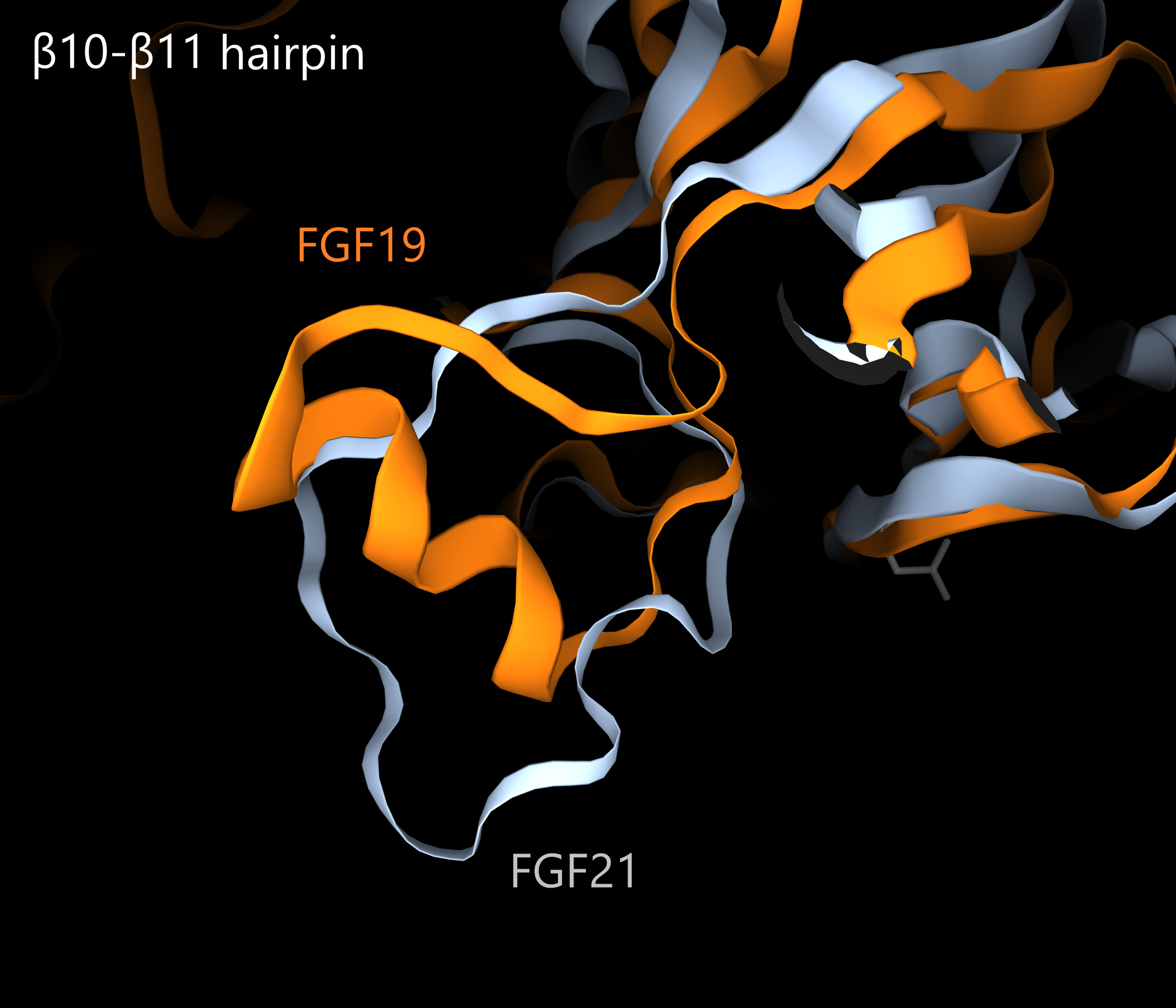 FGF21 - Protein of the month - March 2022 — Discngine 3decision ...