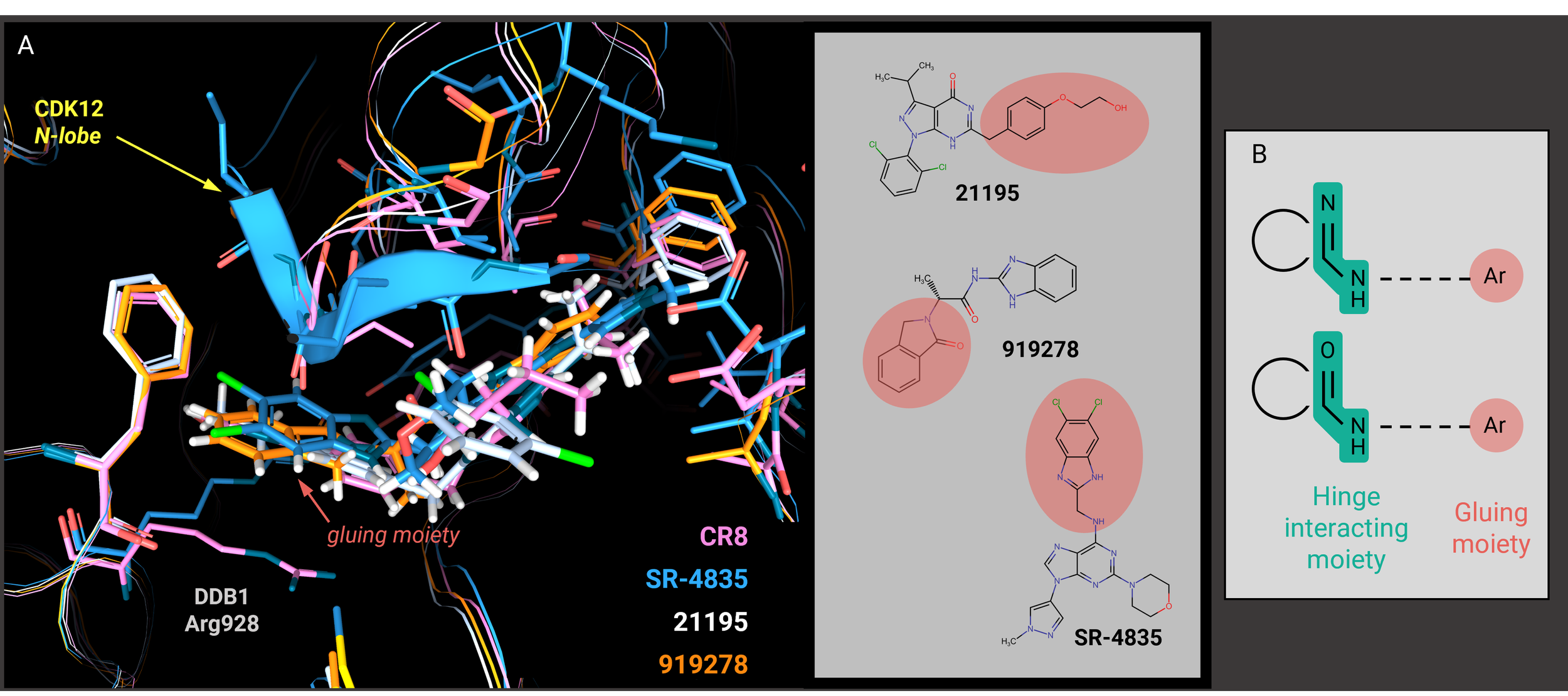 Cyclin K — Discngine 3decision® - Collaborative Platform for Structural Knowledge Management