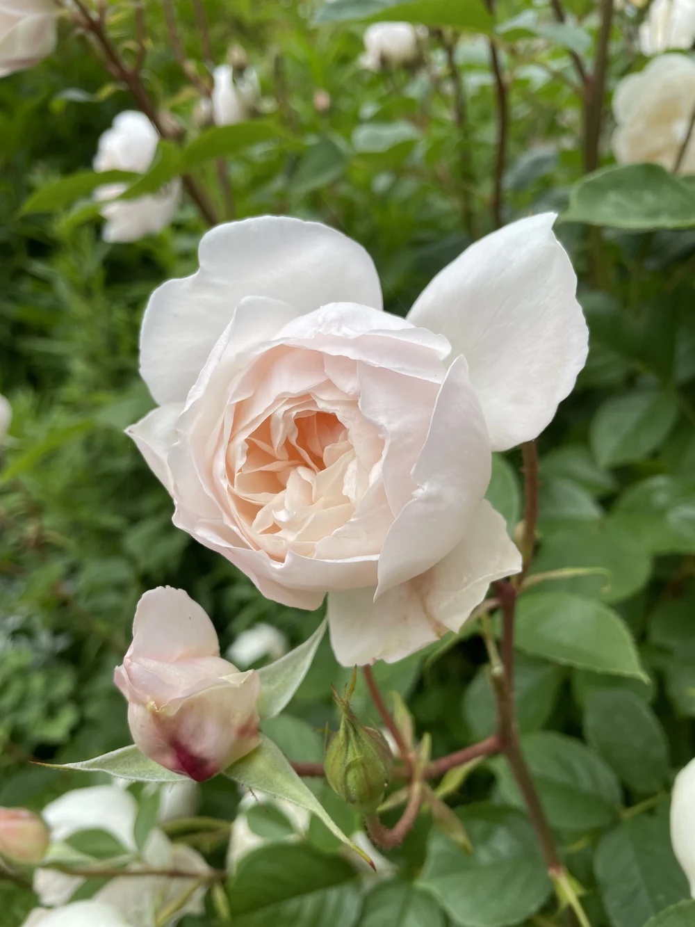 Desdemona David Austin Rose Review — Jessica Anne Alexander