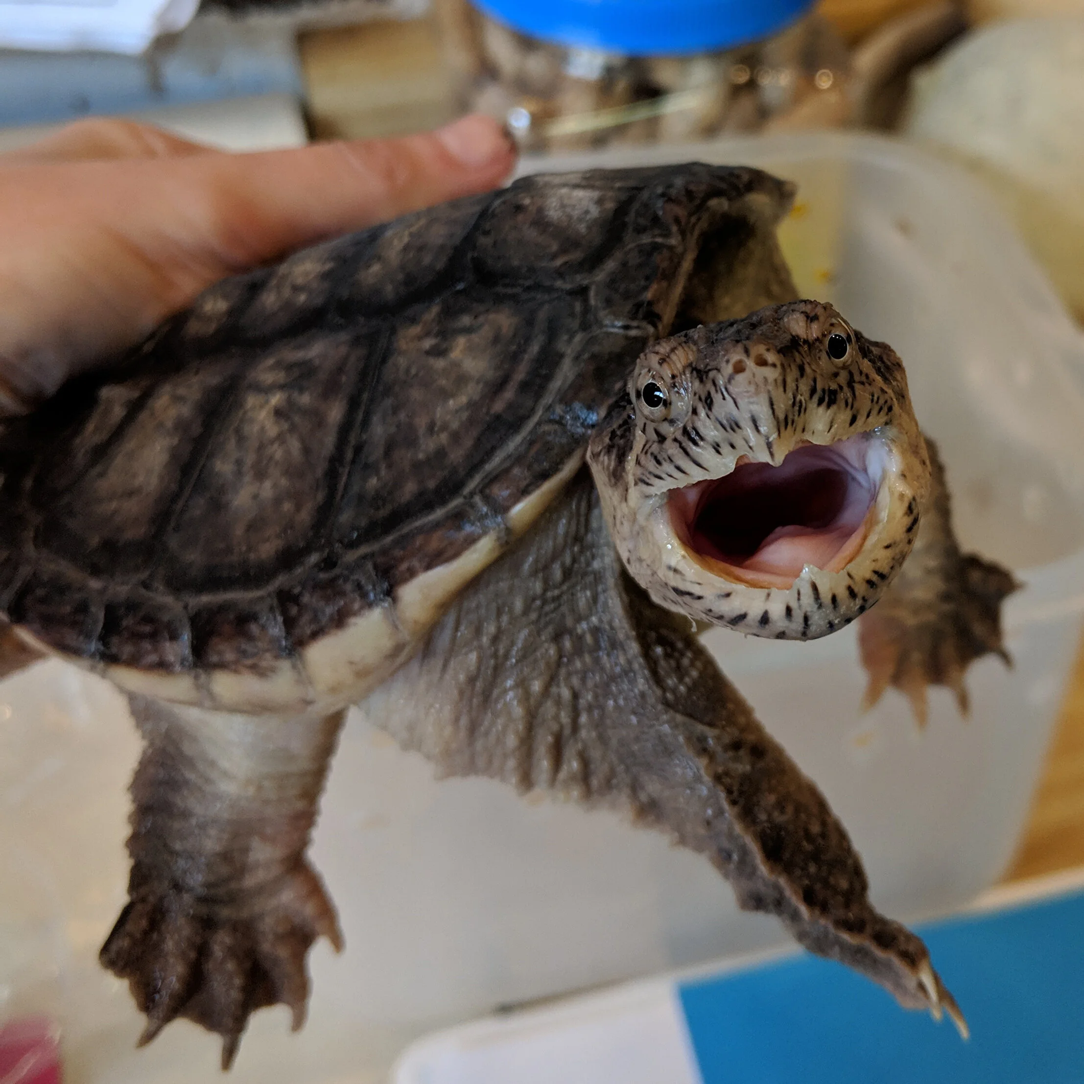 Meet the Animals — Hudson Highlands Nature Center - The Hudson Valley's ...