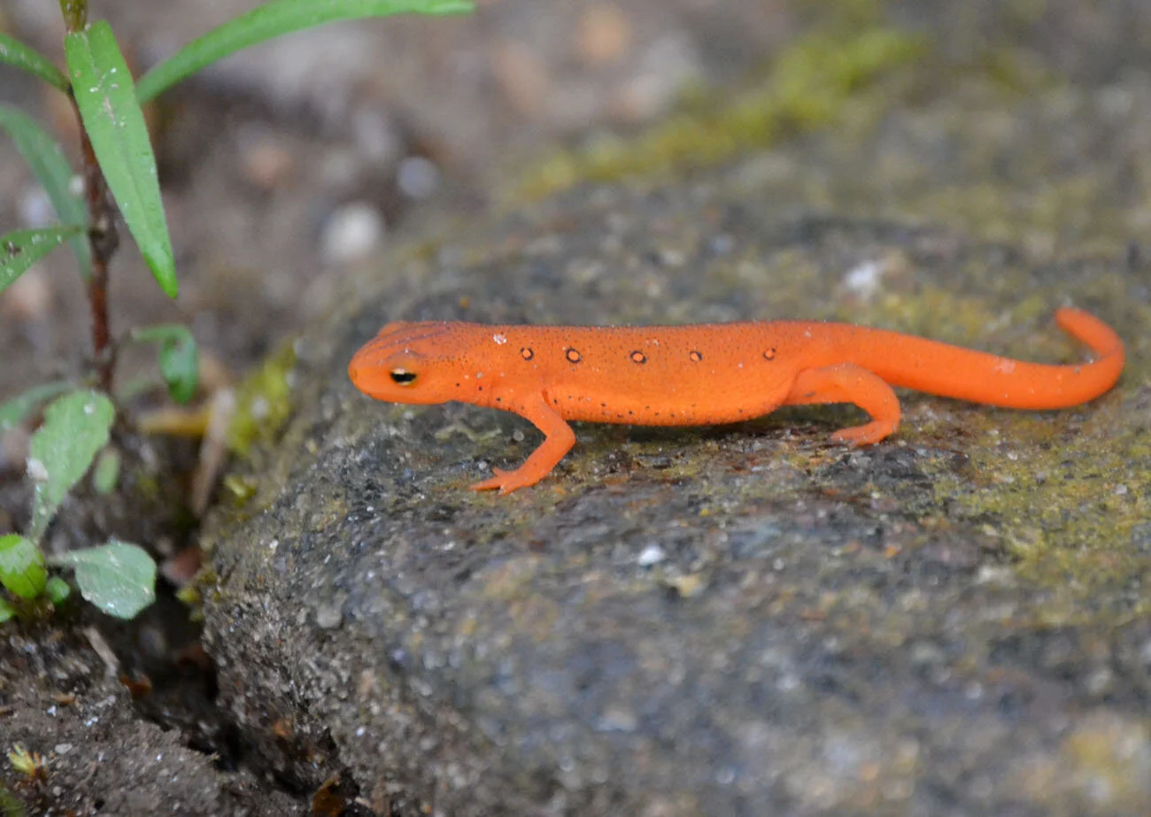 Together Outside Searching For Salamanders Hudson Highlands Nature