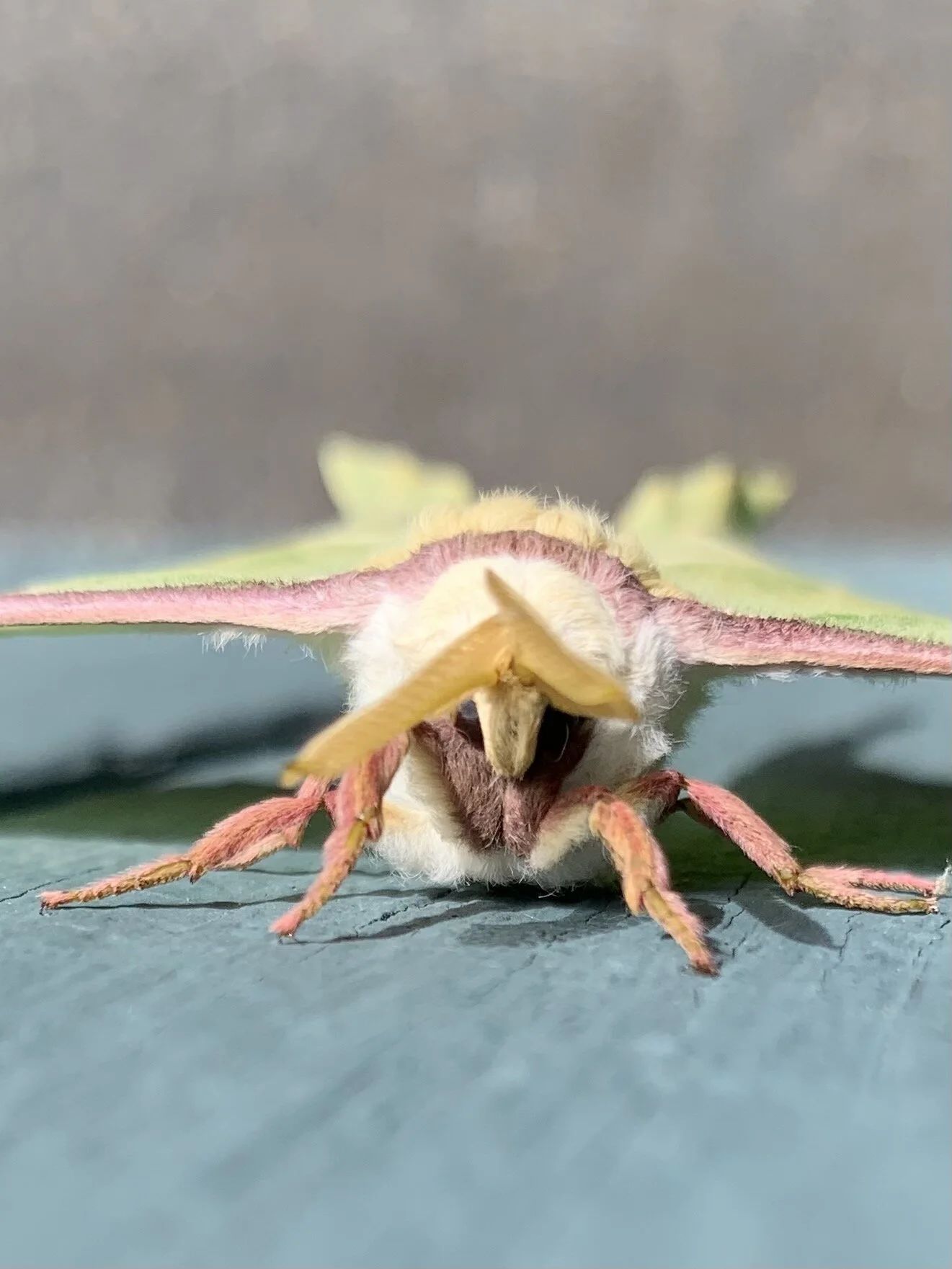 A Rare Visit from a Moon Moth — Hudson Highlands Nature Center - The ...