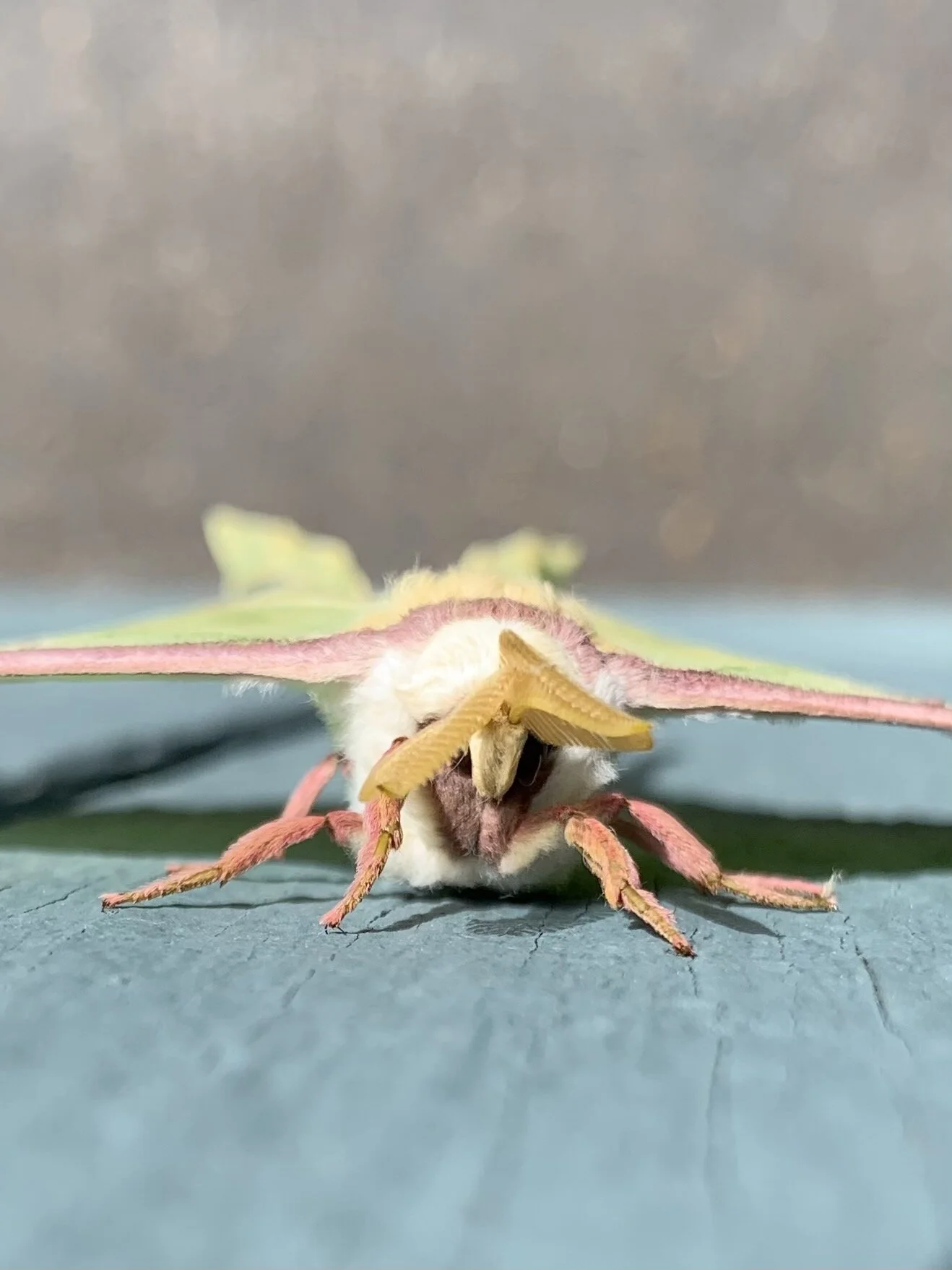 A Rare Visit from a Moon Moth — Hudson Highlands Nature Center - The ...