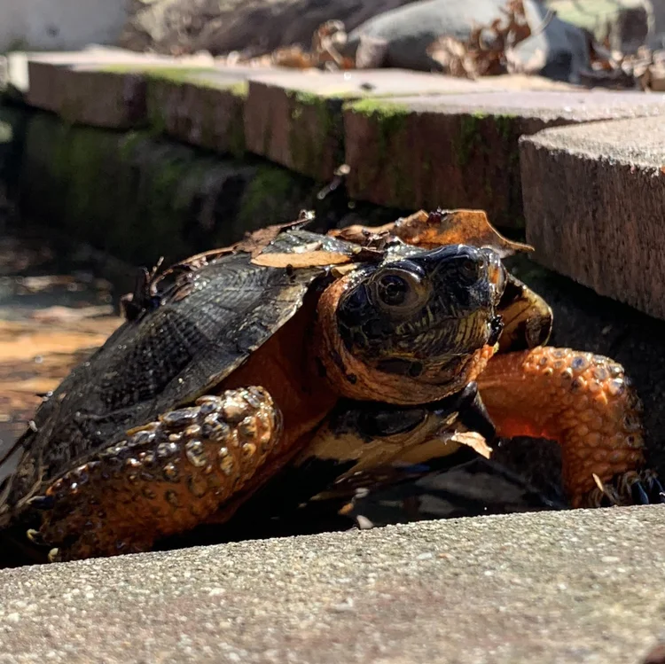 Meet the Animals — Hudson Highlands Nature Center - The Hudson Valley's ...