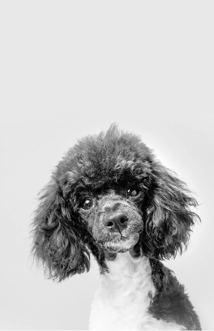 Toy Poodle Black And White