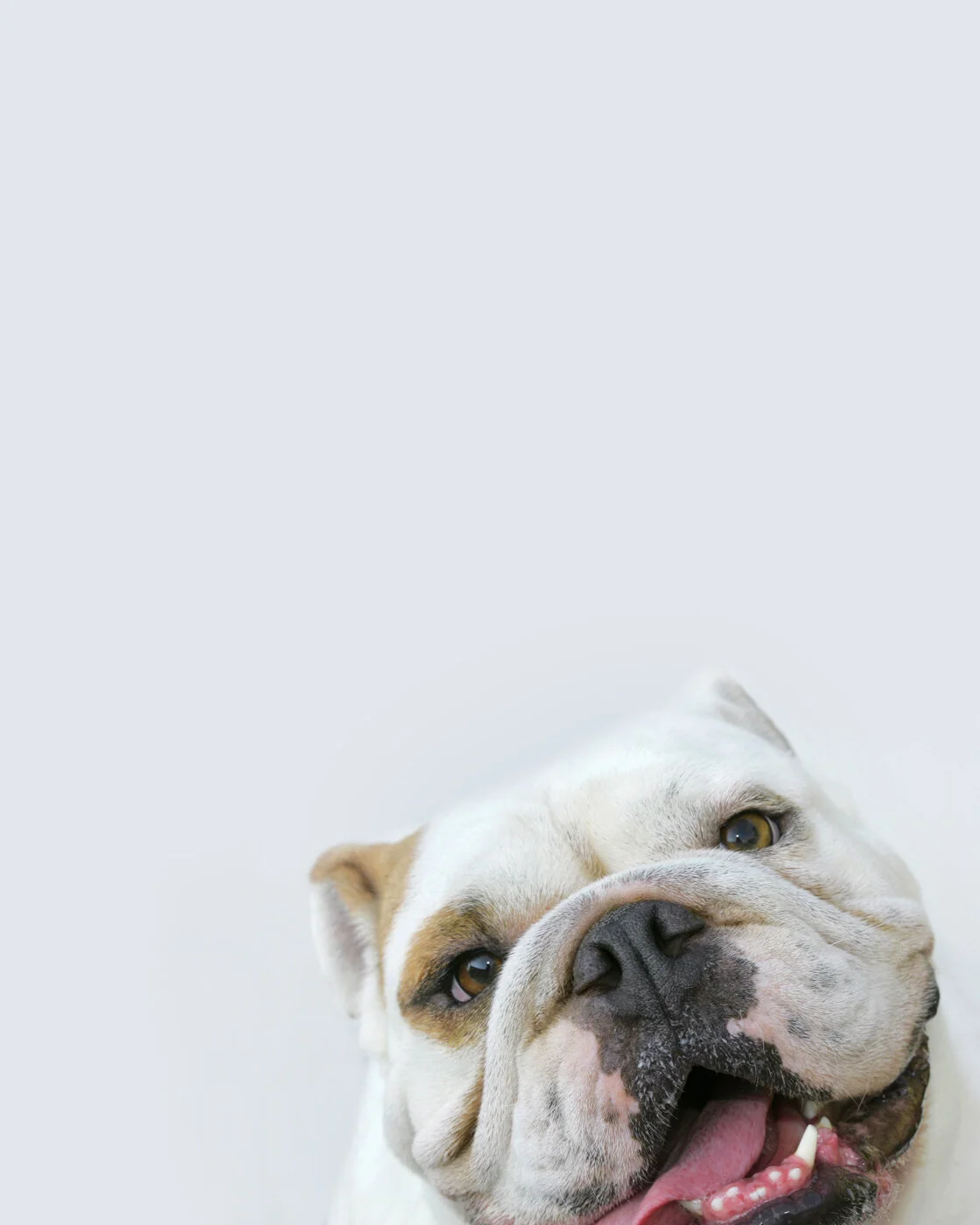 Bulldog Iphone Wallpaper
