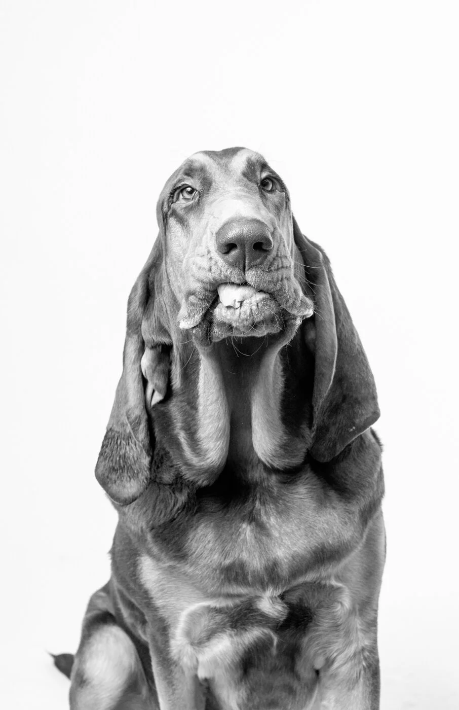 Bloodhound With Basset Hound