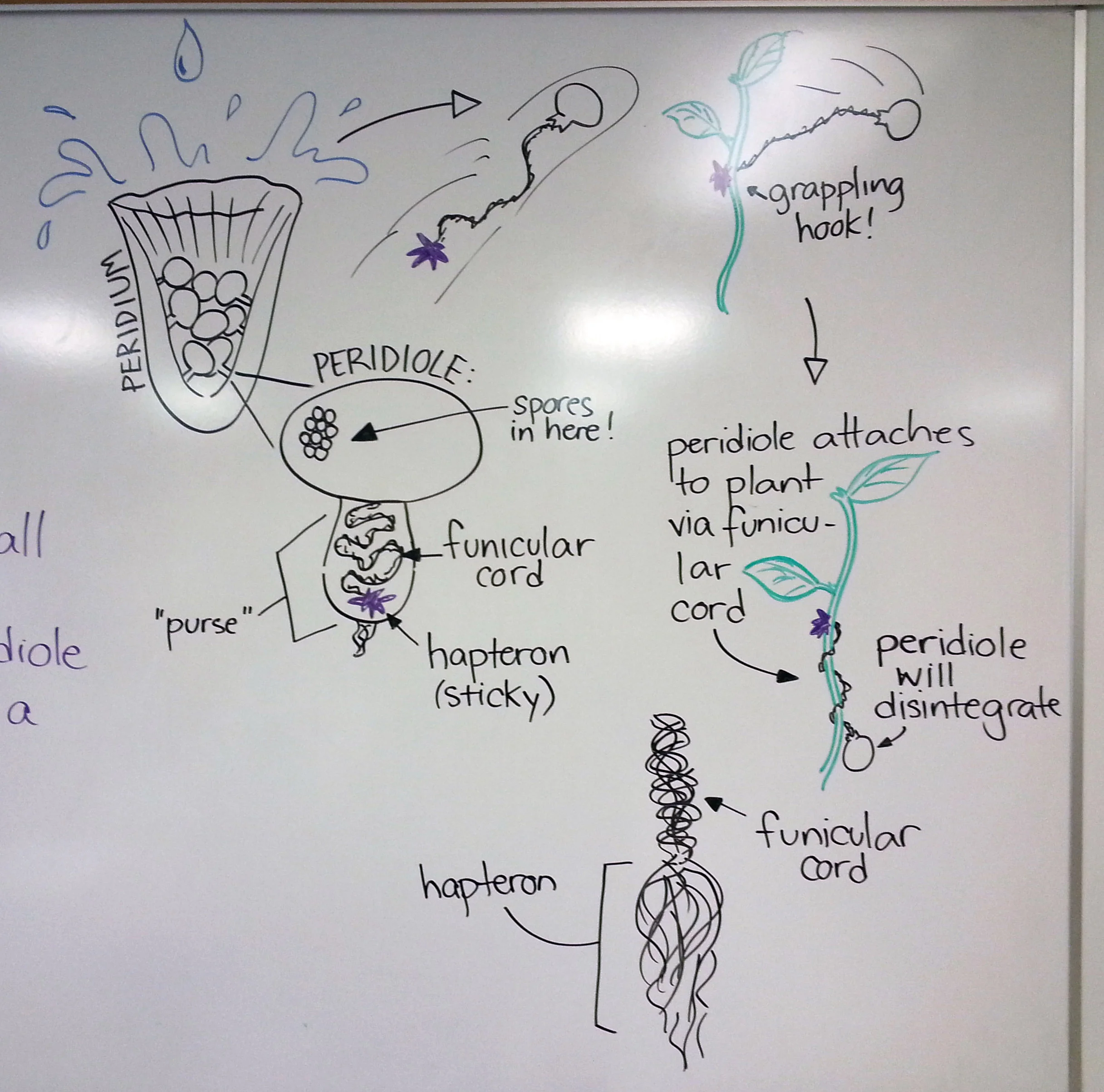 Biology 440: General Mycology — Stephanie M Smith