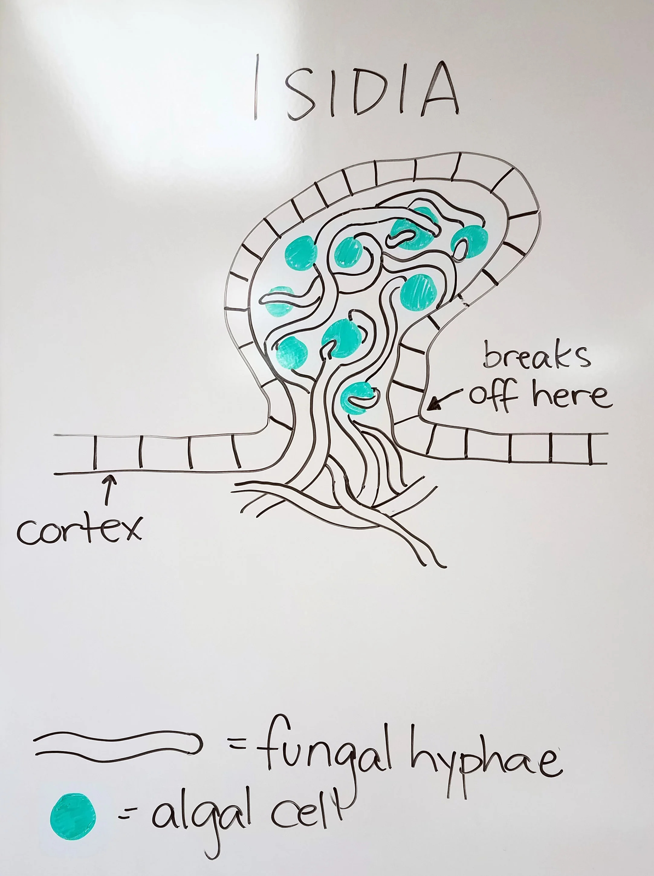 Biology 440: General Mycology — Stephanie M Smith
