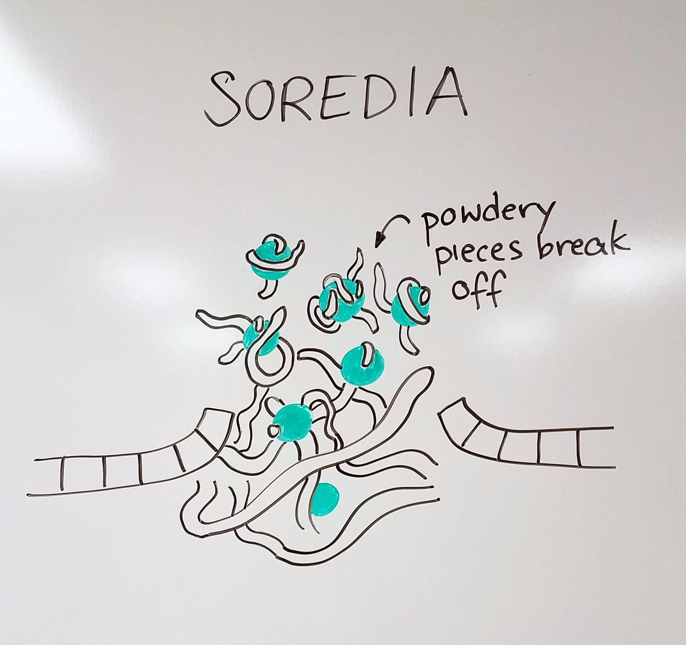 Biology 440: General Mycology — Stephanie M Smith