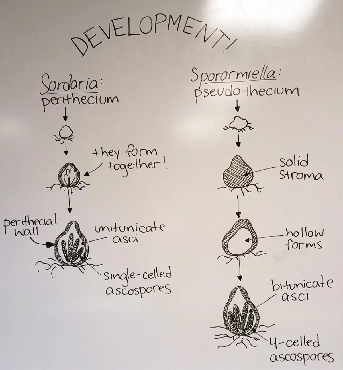Biology 440: General Mycology — Stephanie M Smith