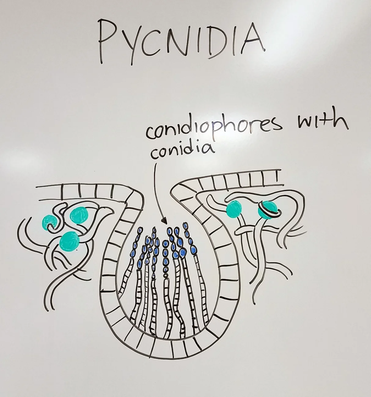 Biology 440: General Mycology — Stephanie M Smith