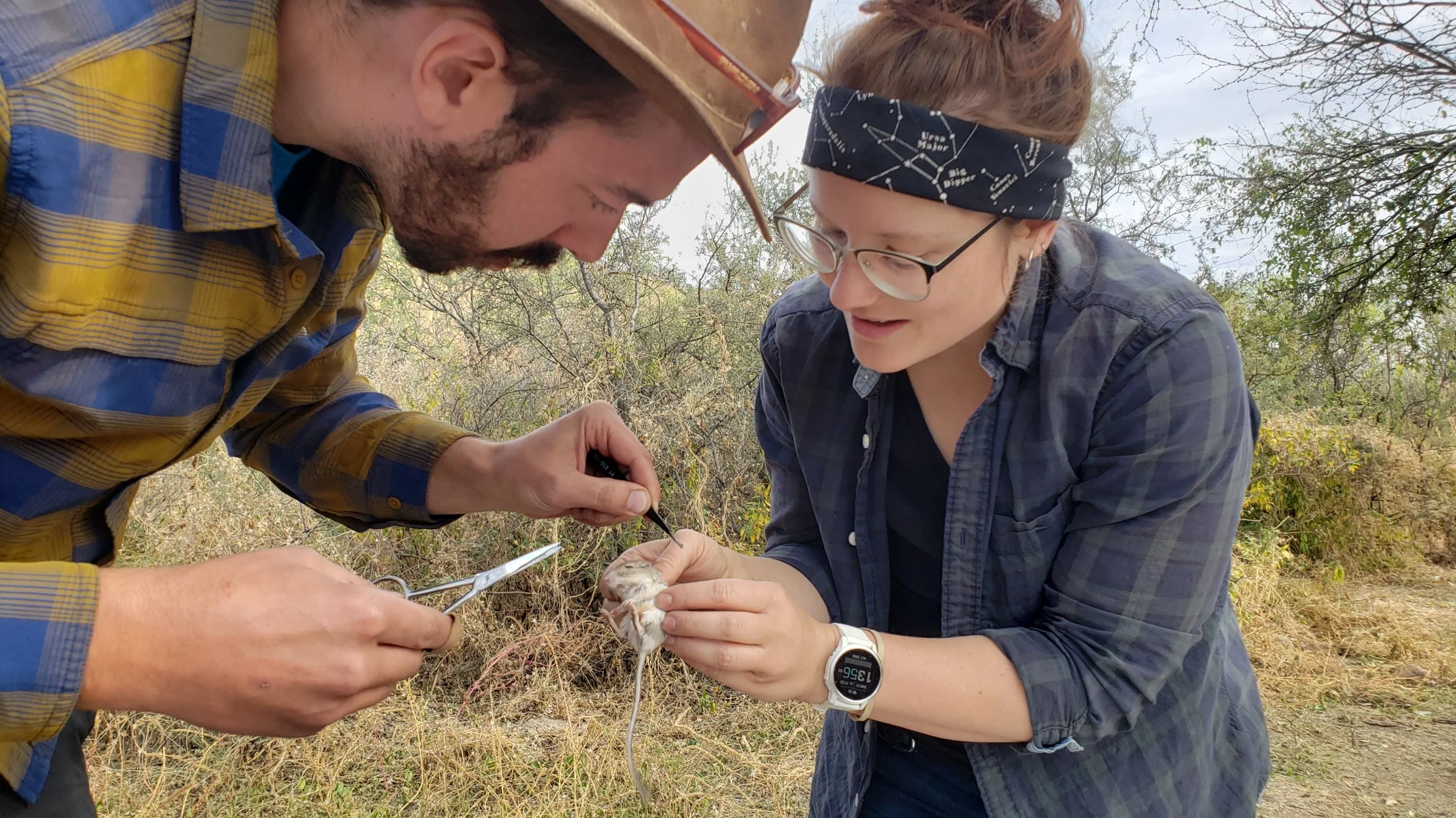 Madrean Sky Islands Biodiversity — Stephanie M Smith