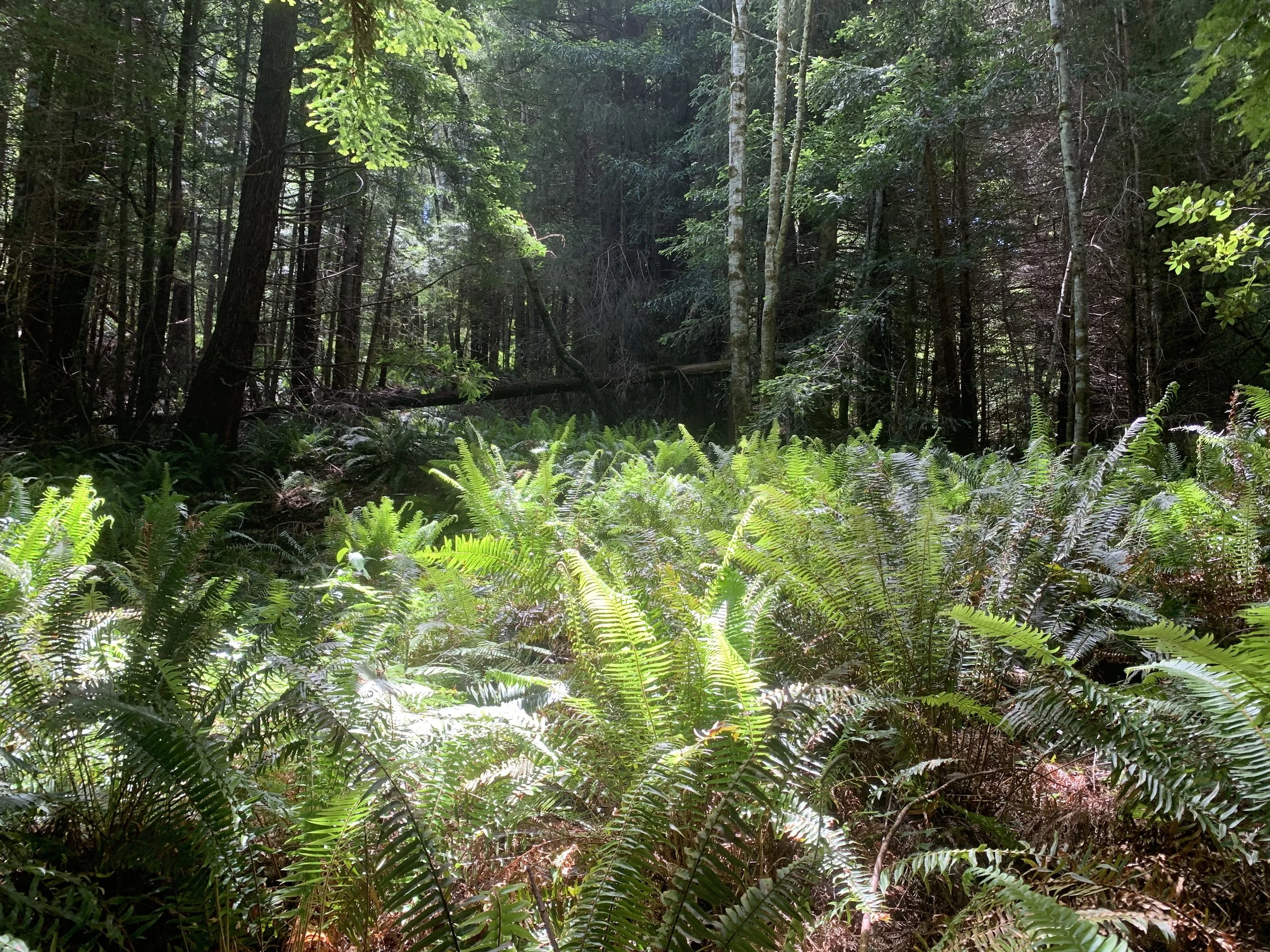 Upcoming Events — Redwood Coast Mountain Bike Association