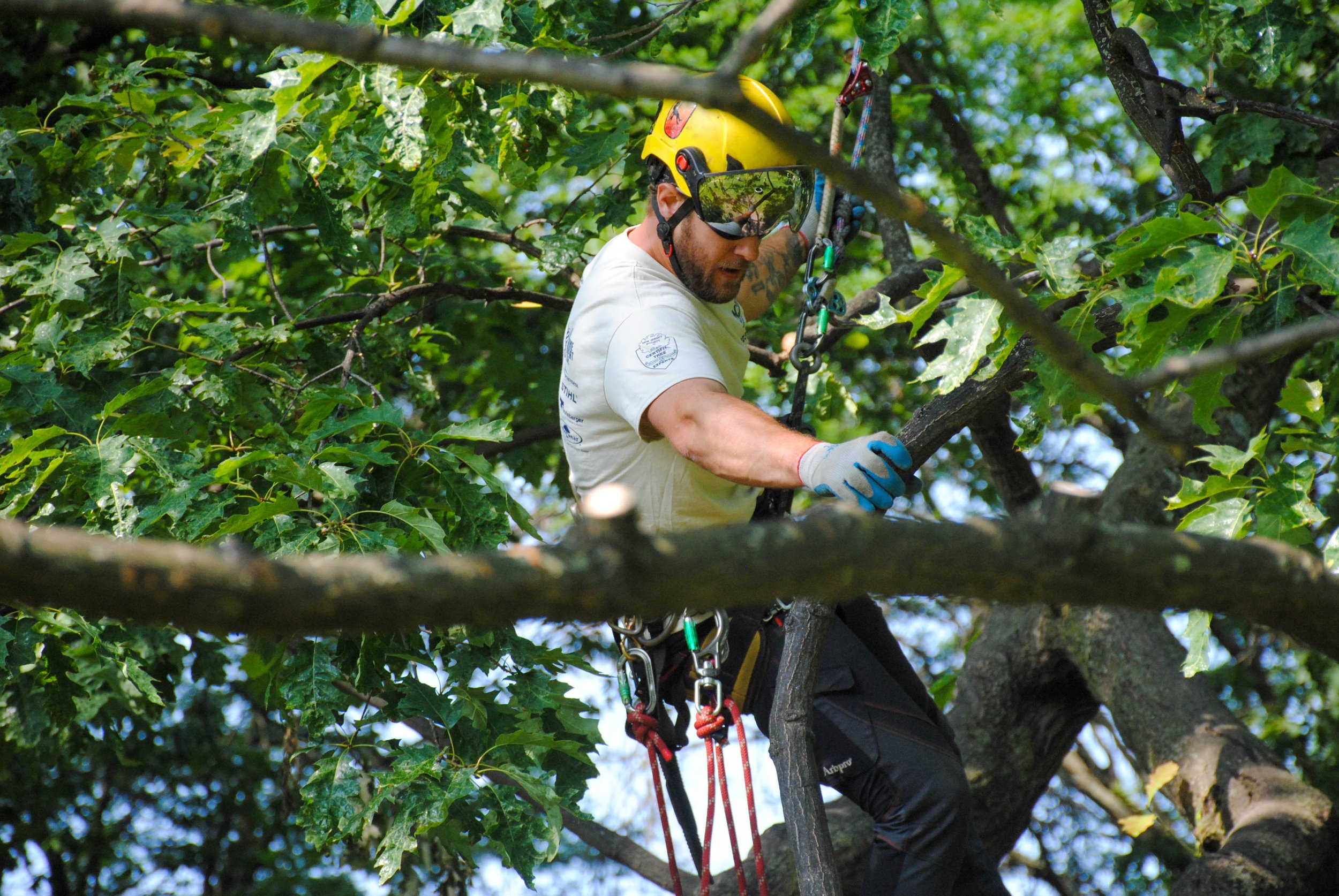 NJ Chapter — NJ Arborists ISA