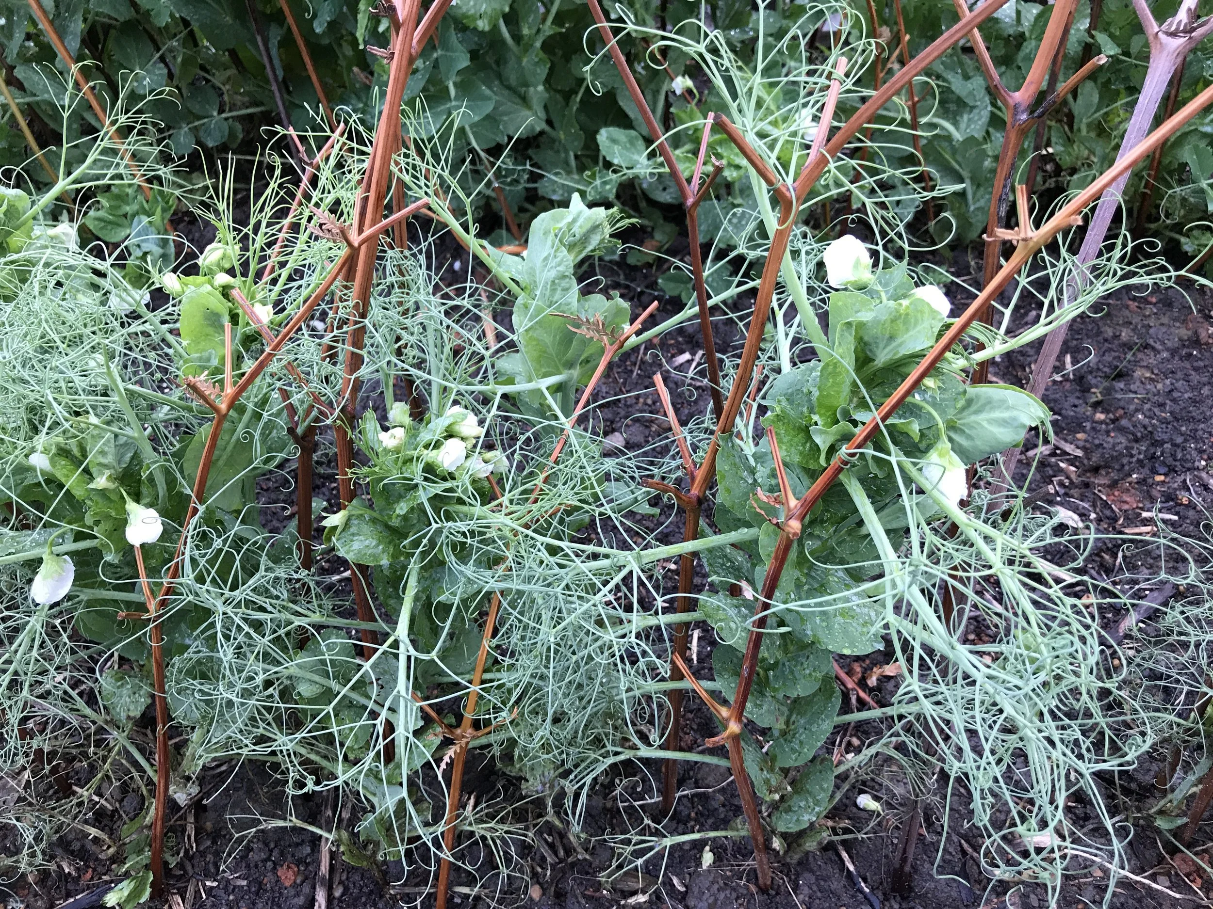 All The Dirt - Plant of the Week - Episode 19: PLANT OF THE WEEK