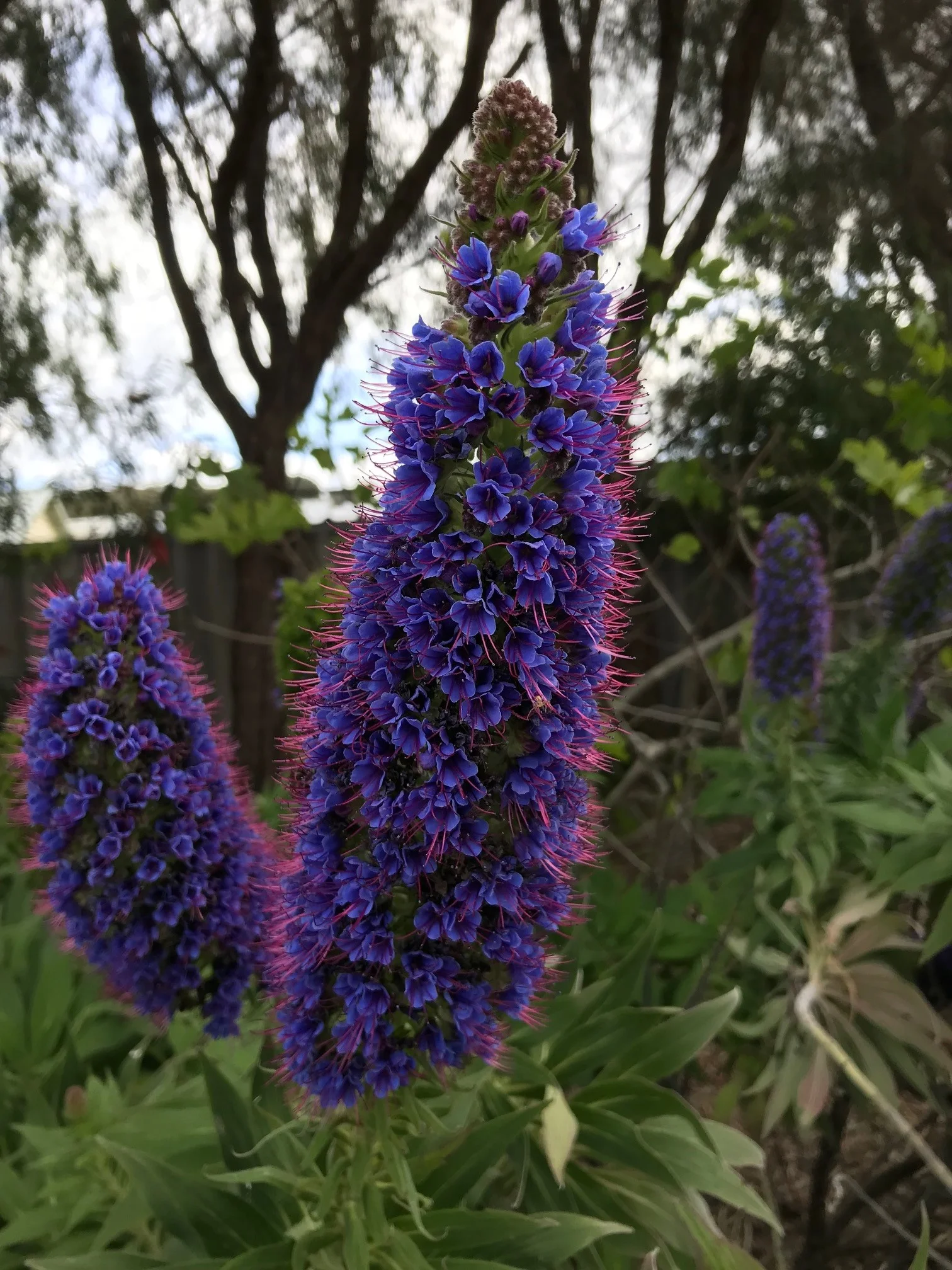 Purple Flowering Shrubs Identification Australia