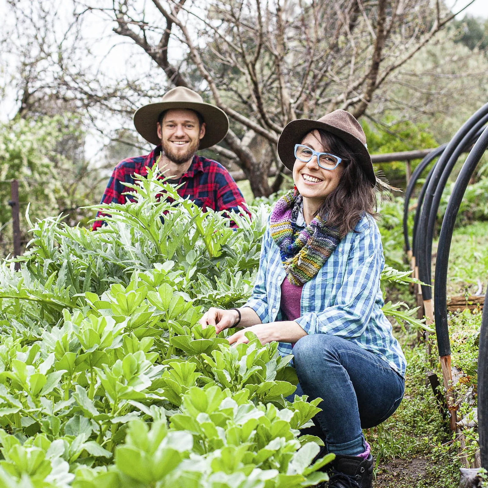 All The Dirt Podcast - Gardening, Sustainability and Food - Weekly Podcast