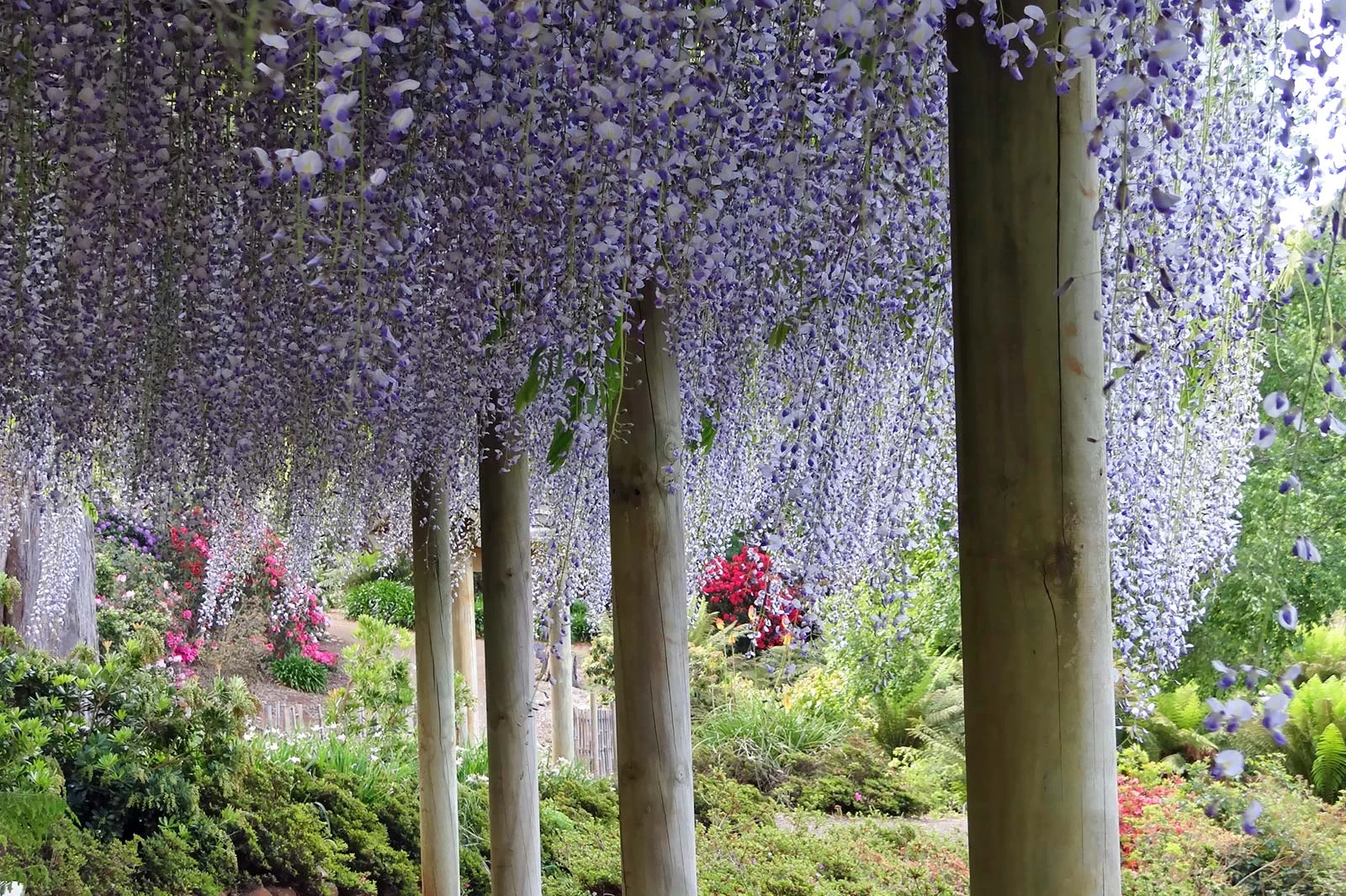 Rhododendron Garden Cafe | Fasci Garden