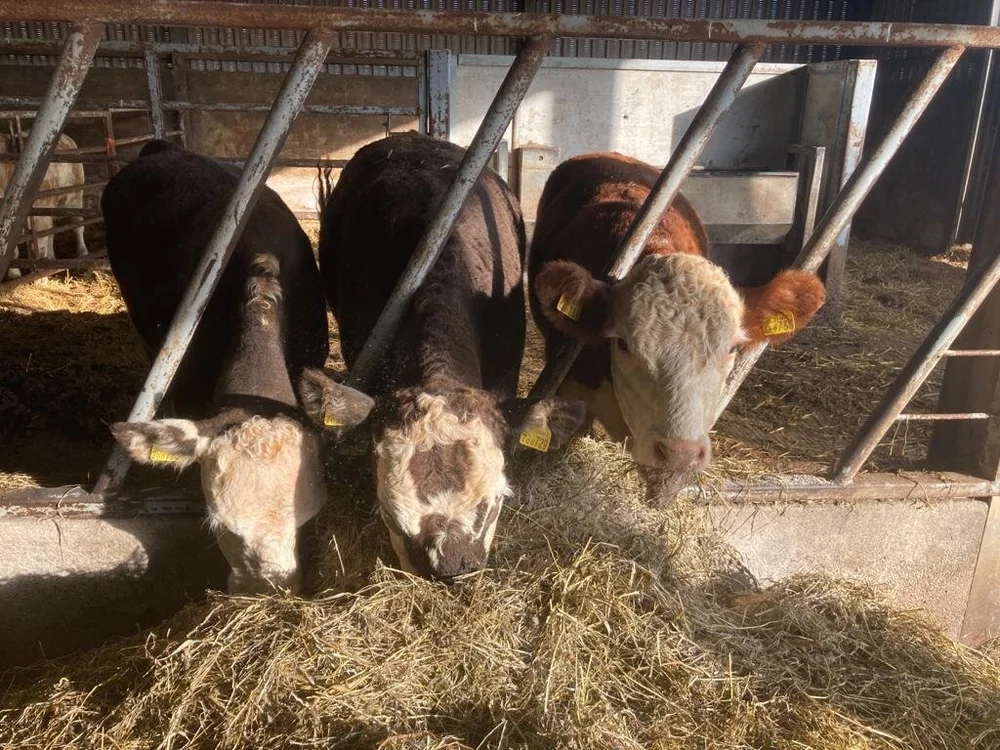 Slade Farm - Farm Volunteering - Work Experience