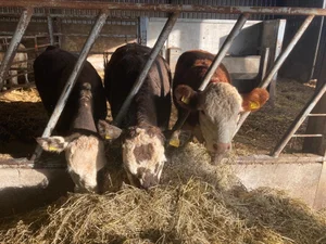 Slade Farm - Farm Volunteering - Work Experience