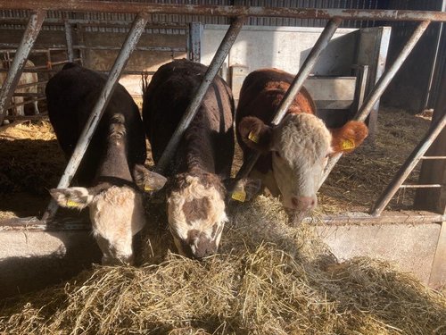 Slade Farm - Farm Volunteering - Work Experience