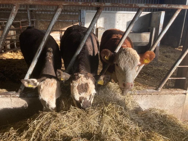 Slade Farm - Farm Volunteering - Work Experience