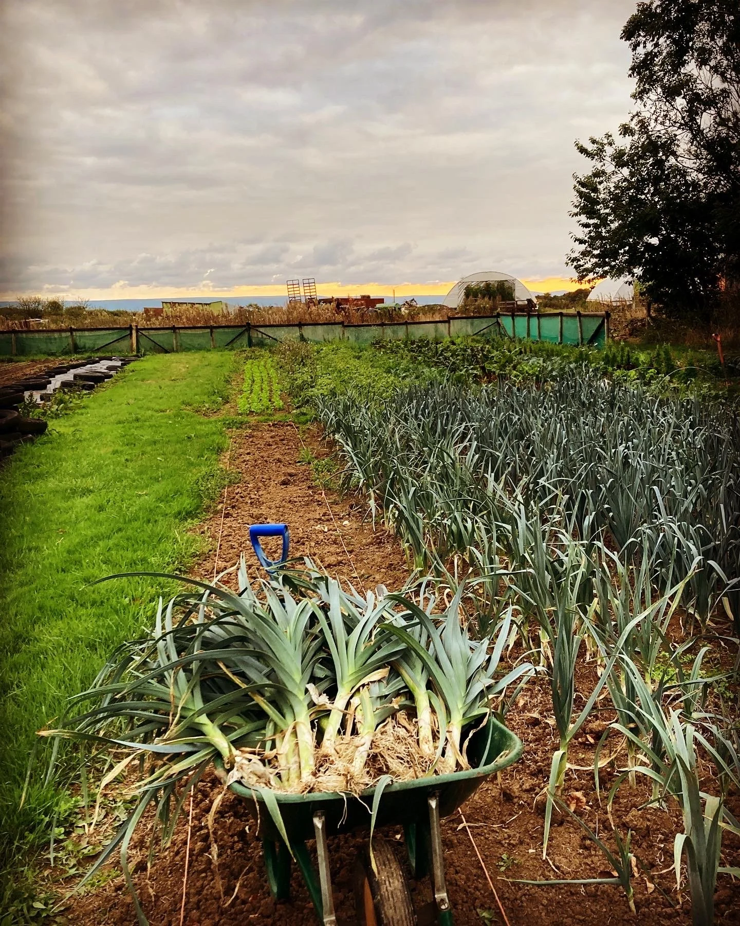 Slade Farm - Organic Veg Bag - Local Farm Shop