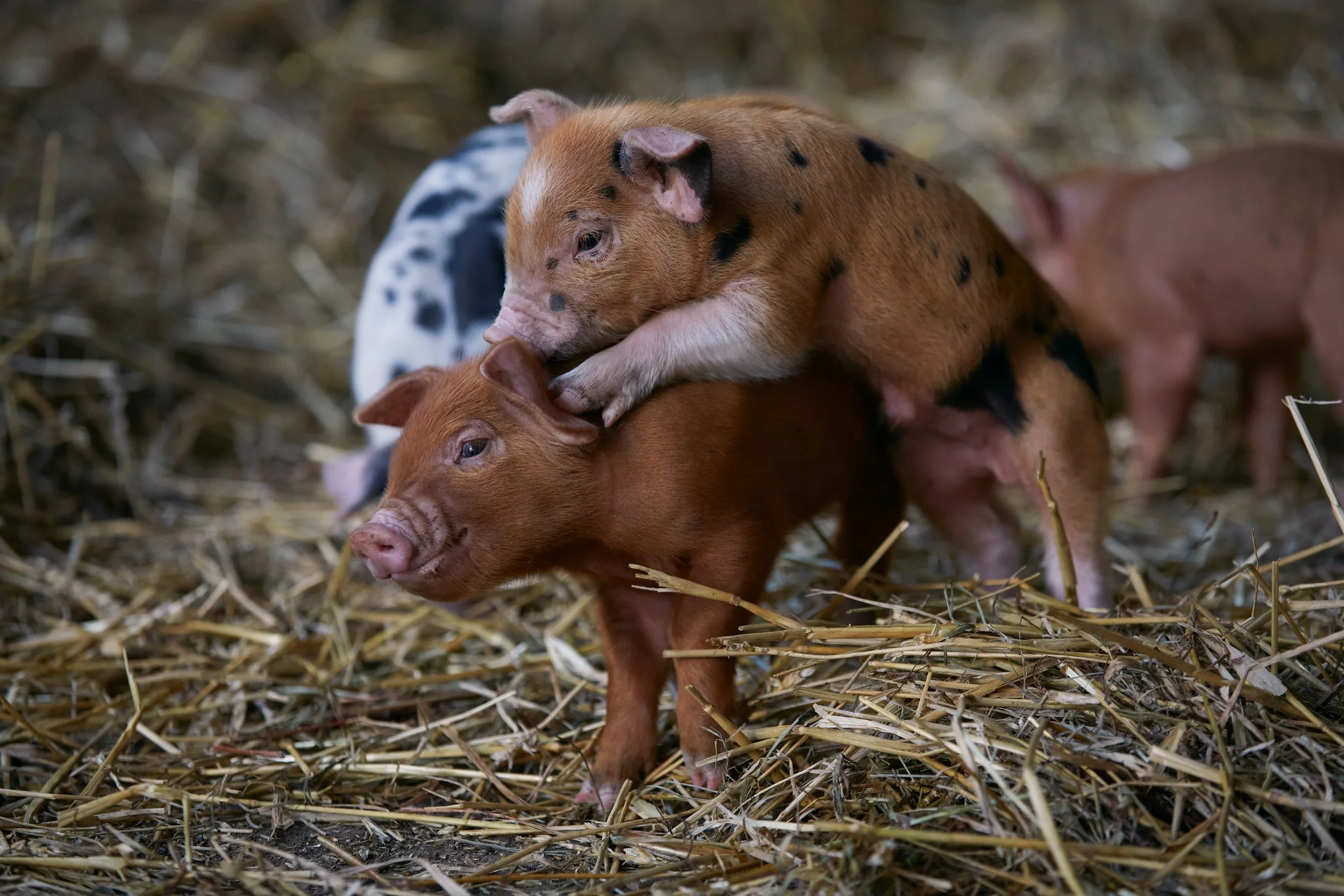Slade Farm - Farm Volunteering - Work Experience