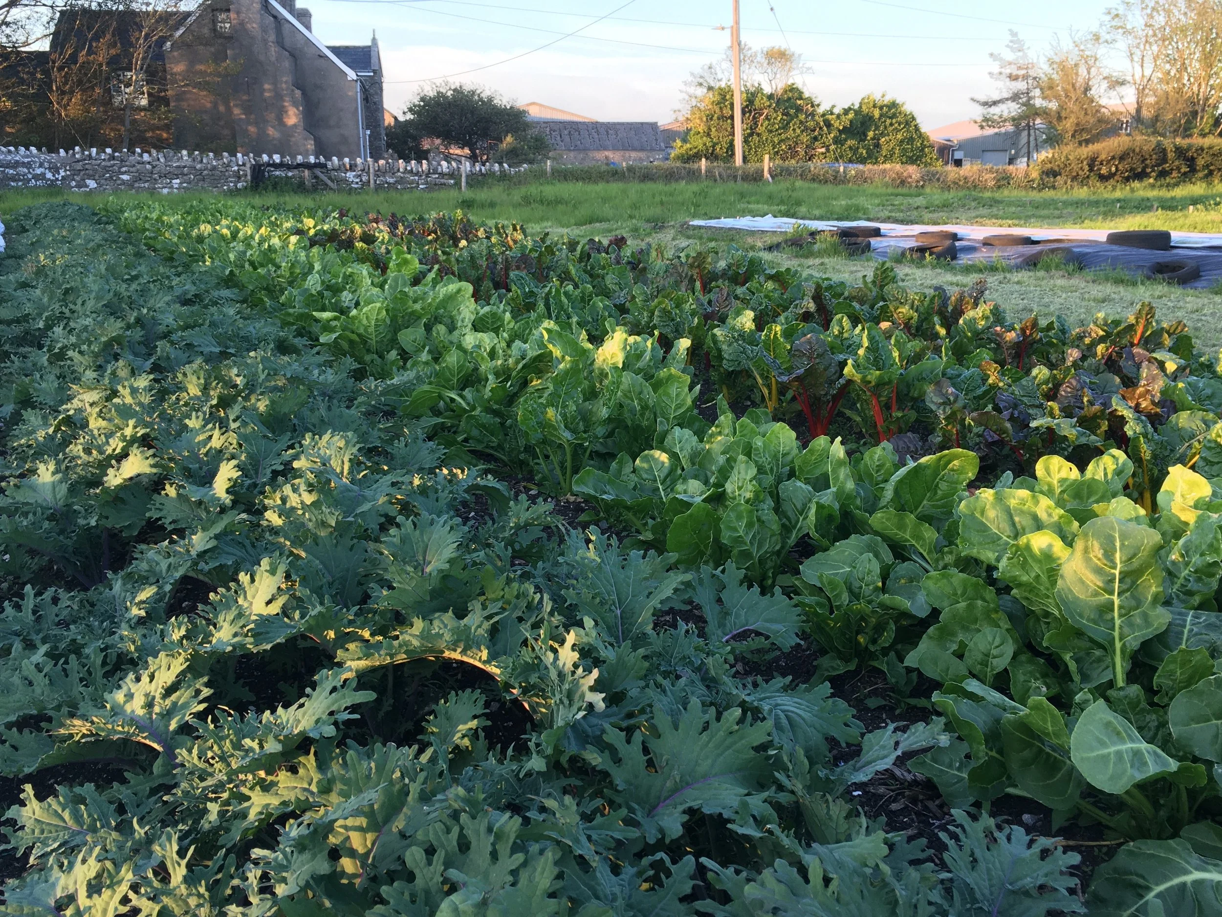 Slade Farm - Organic Veg Bag - Local Farm Shop
