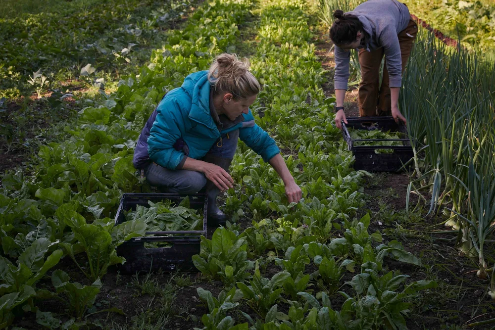 Slade Farm - Farm Volunteering - Work Experience