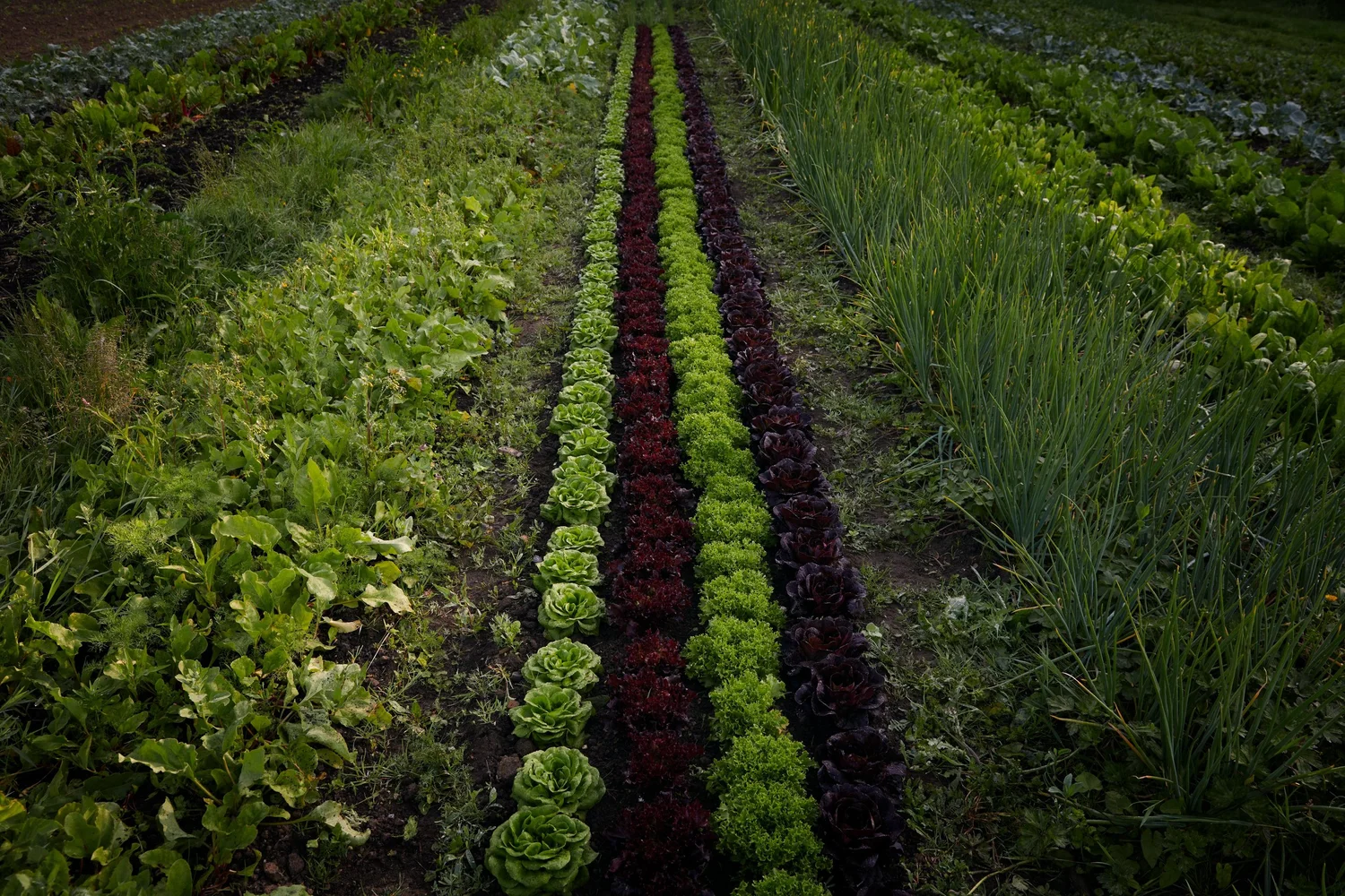 Slade Farm Organics