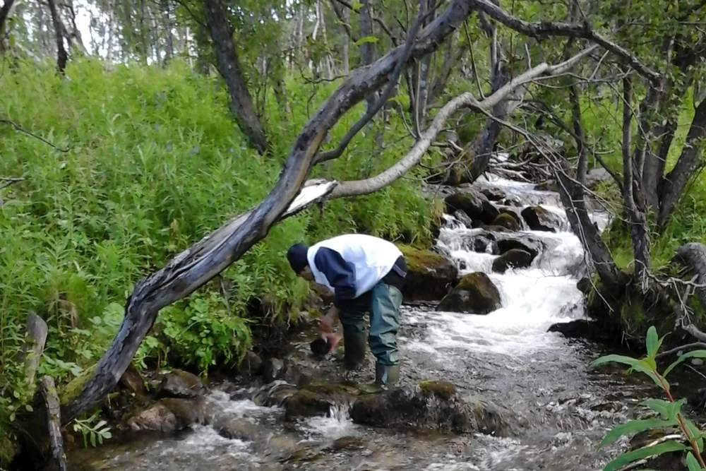 Impacts of climate warming and brownification on trophic dynamics and ...