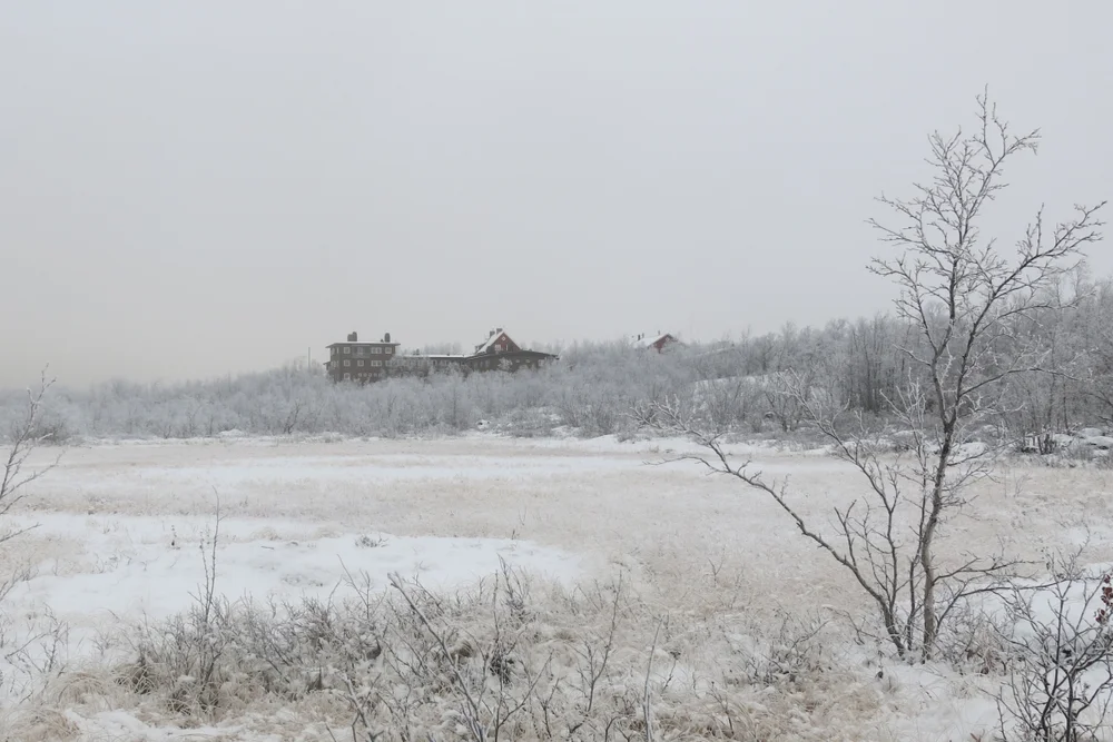 Snow bunting migration and spring stop-over ecology in Abisko — Climate ...