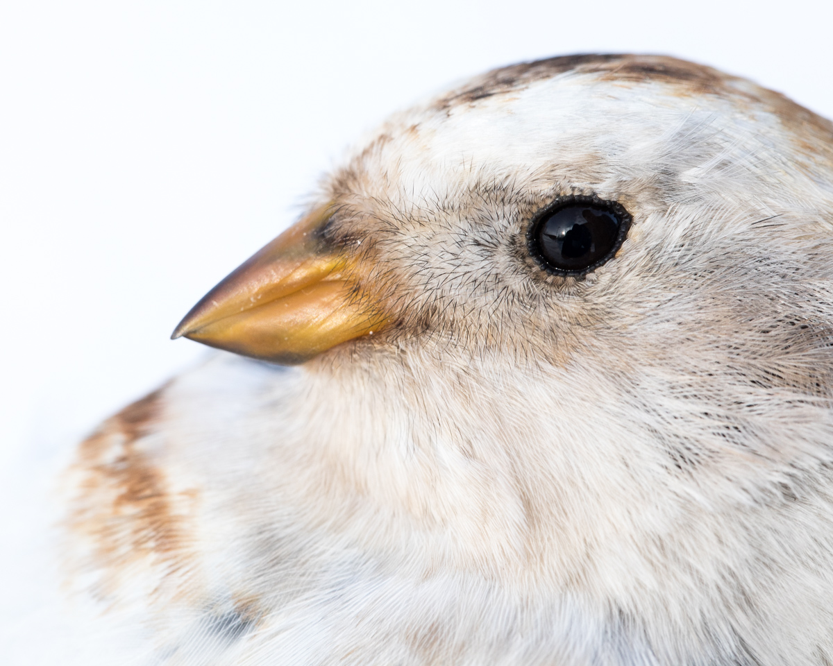 Snow bunting migration and spring stop-over ecology in Abisko — Climate ...