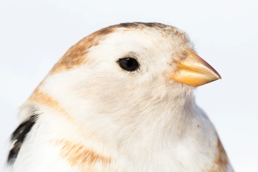 Snow bunting migration and spring stop-over ecology in Abisko — Climate ...