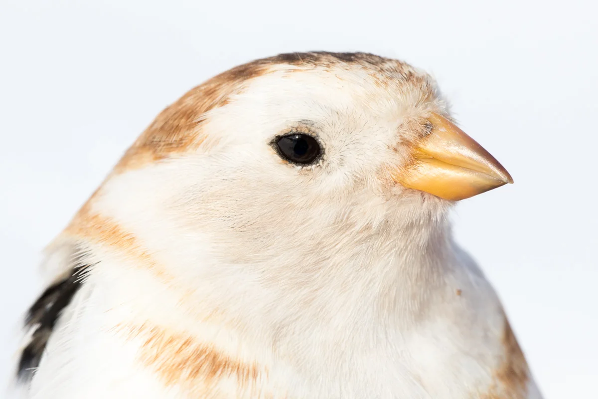 Snow bunting migration and spring stop-over ecology in Abisko — Climate ...